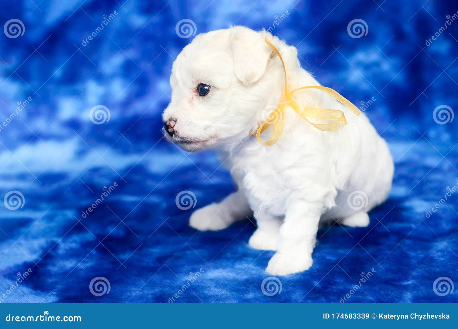 Cute Bichon Frise Puppy on a Blue Backgroud. Studio Shot Stock Image ...