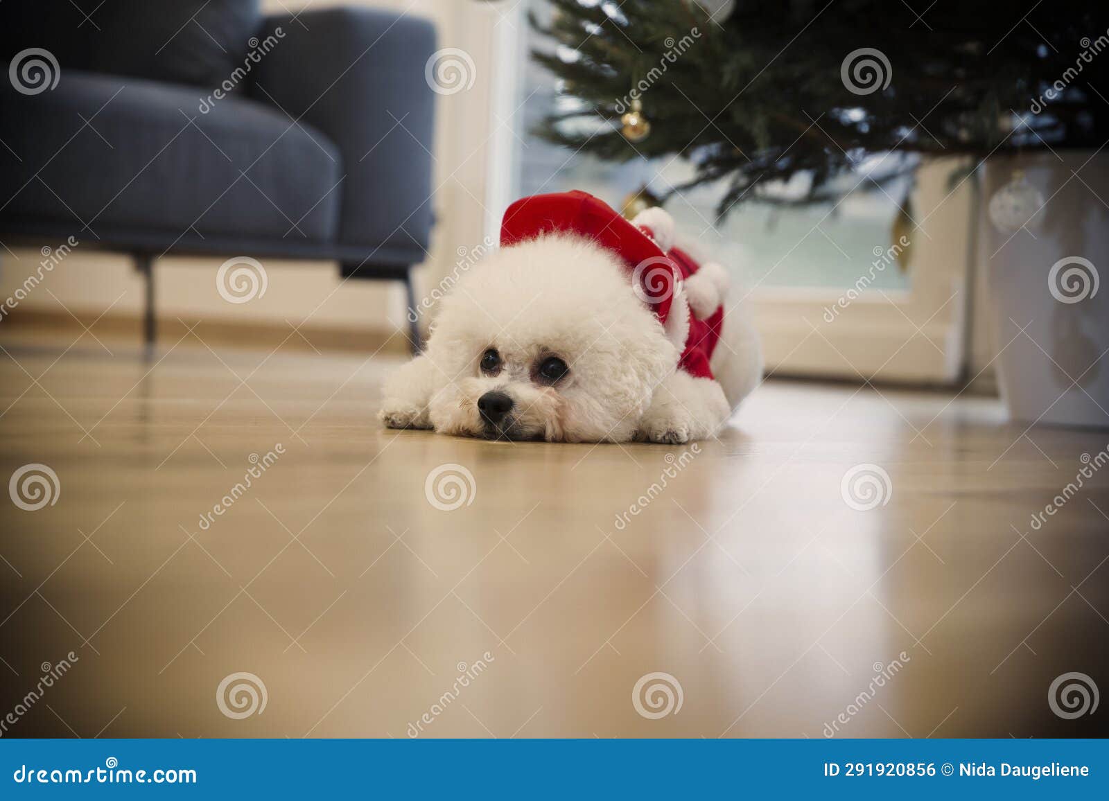 Cute Bichon Frise White Dog with Christmas Tree Stock Photo - Image of ...