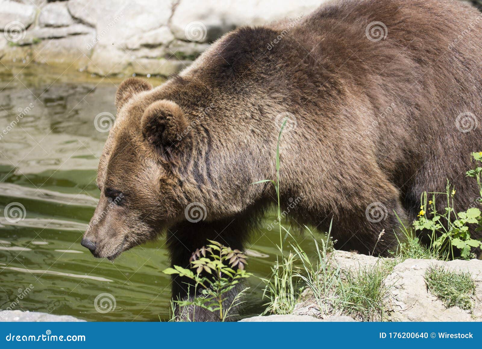 Cute Big Brown Bear Swimming in a Small Pond Stock Photo - Image of ...