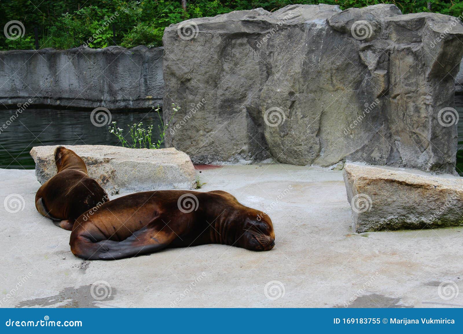Brown Seals Laying and Resting. Stock Image - Image of mammal, laying ...
