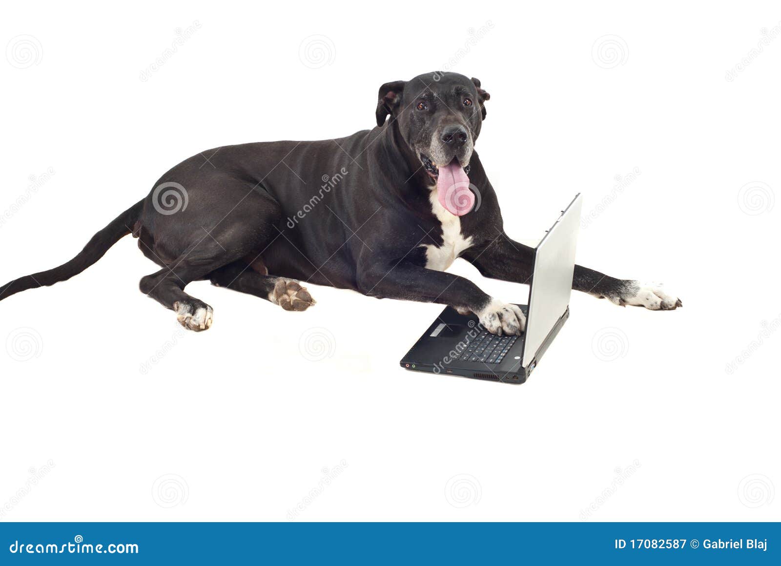 935 Dog Holding Laptop Stock Photos - Free & Royalty-Free Stock Photos ...
