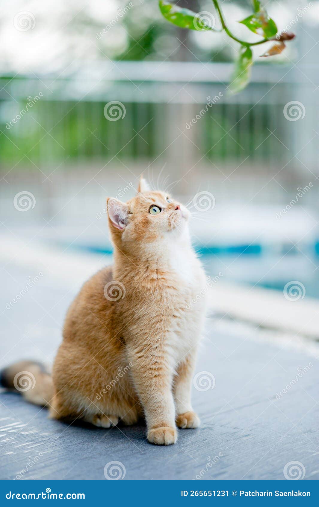 Big Cute Orange Cat Looking Up with the Twinkle of His Eyes Cute Big ...