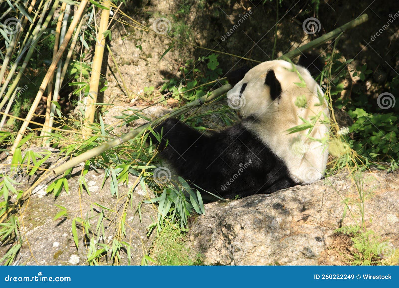 Cute Big Panda in Nature on a Sunny Day Stock Image - Image of species ...