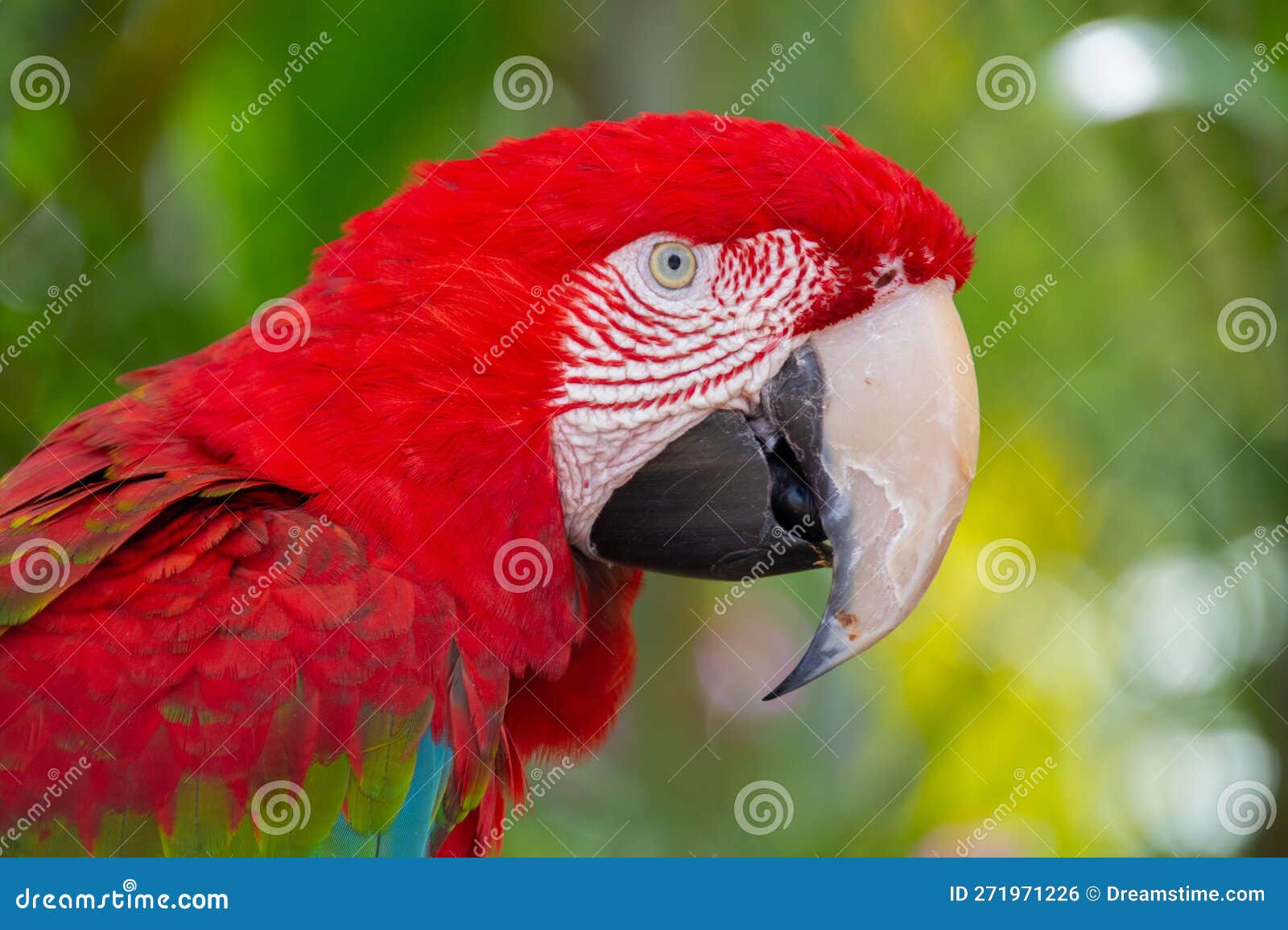 Cute Big Parrot Resting on a Branch Stock Photo - Image of beautiful ...