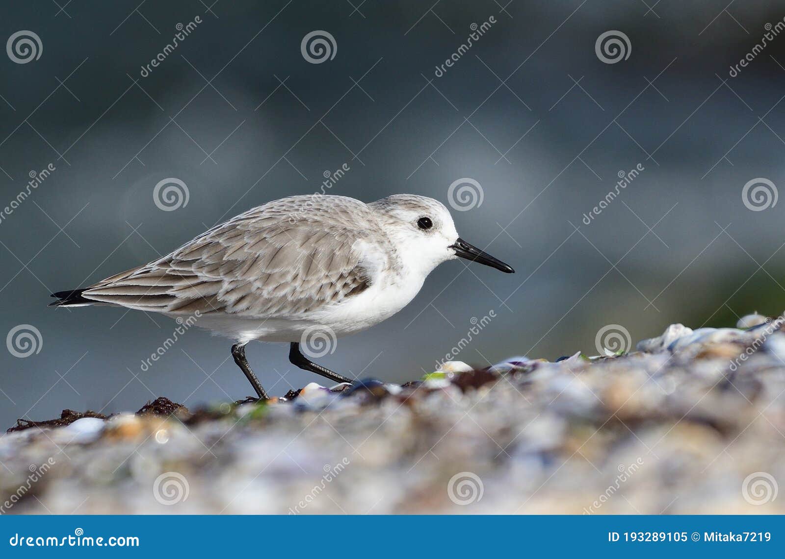 A Cute Bird Called Sanderling Stock Image - Image of sandy, caled ...