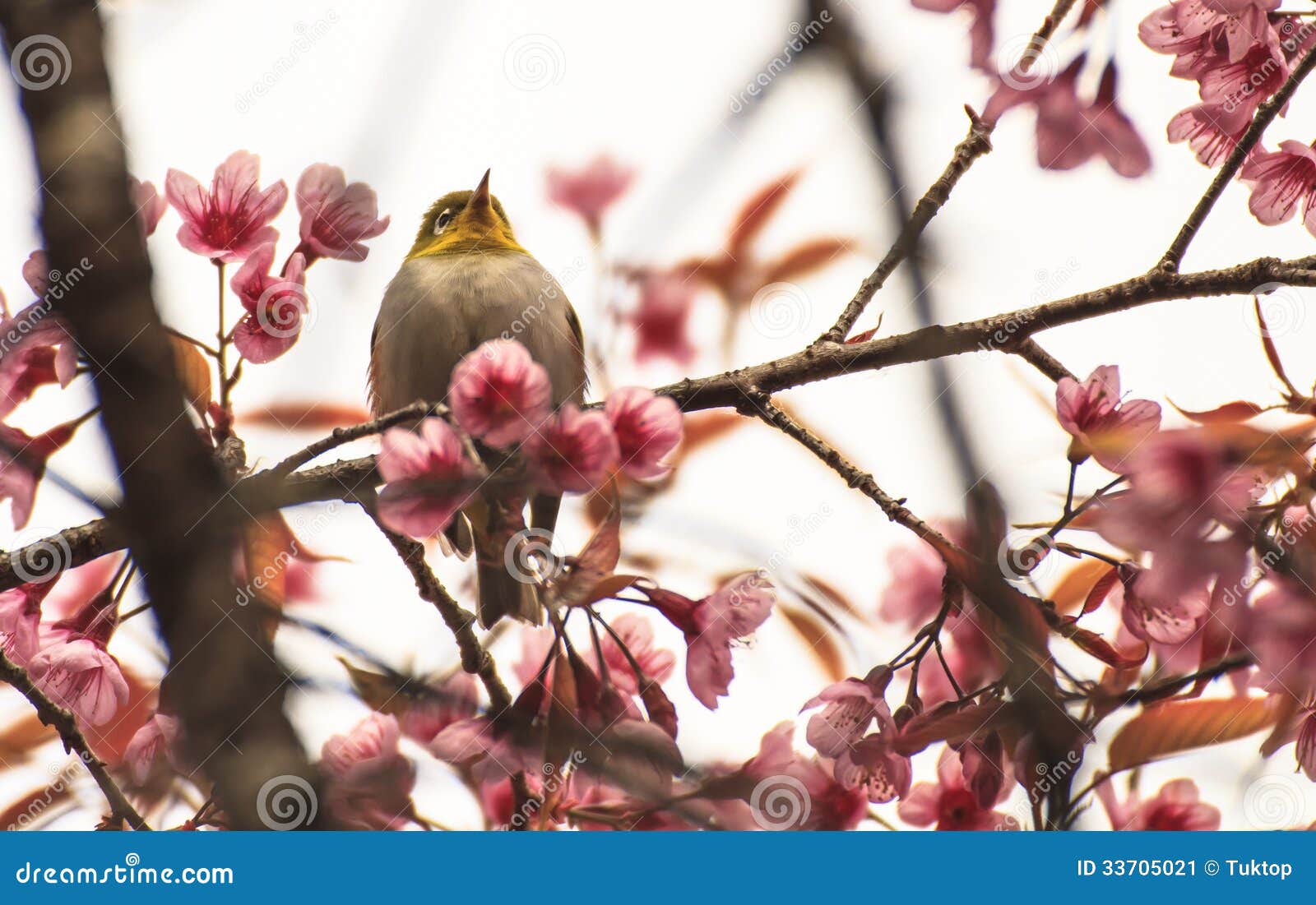 10,518 Bird Cherry Blossom Tree Stock Photos - Free & Royalty-Free ...