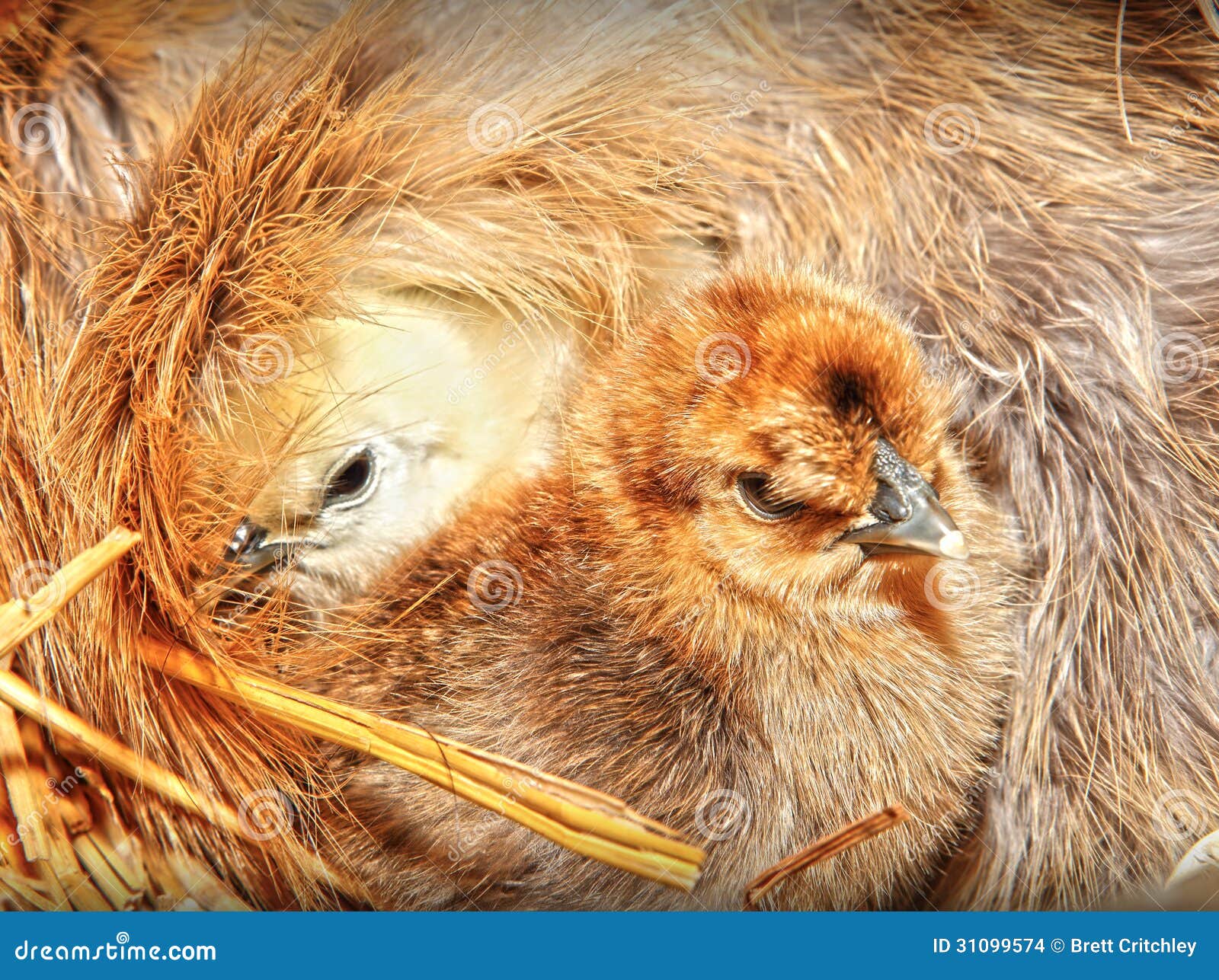 Cute bird chicks stock photo. Image of hatched, nestling - 31099574