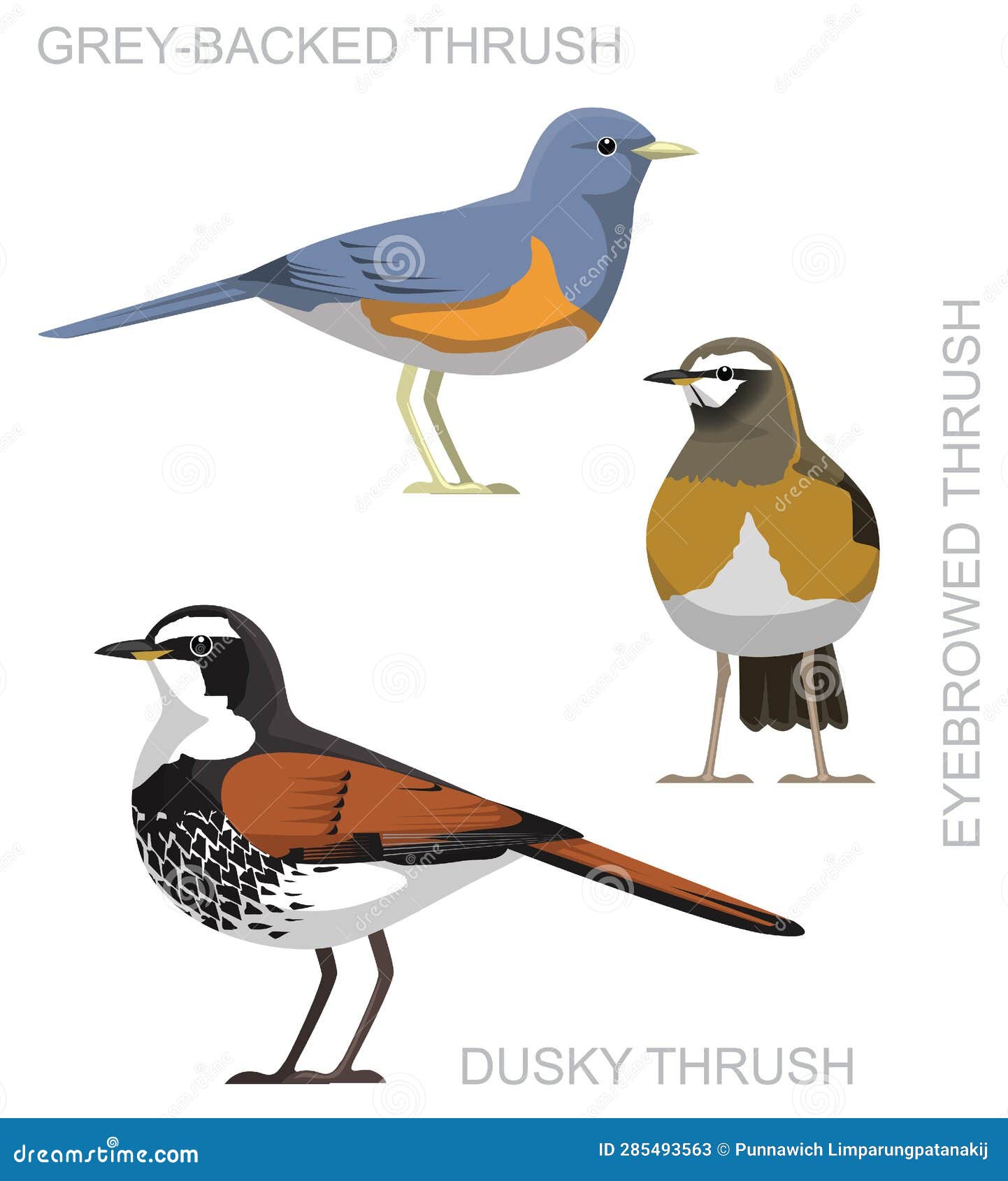 Cute Bird Dusky Thrush Set Cartoon Vector Stock Vector - Illustration ...