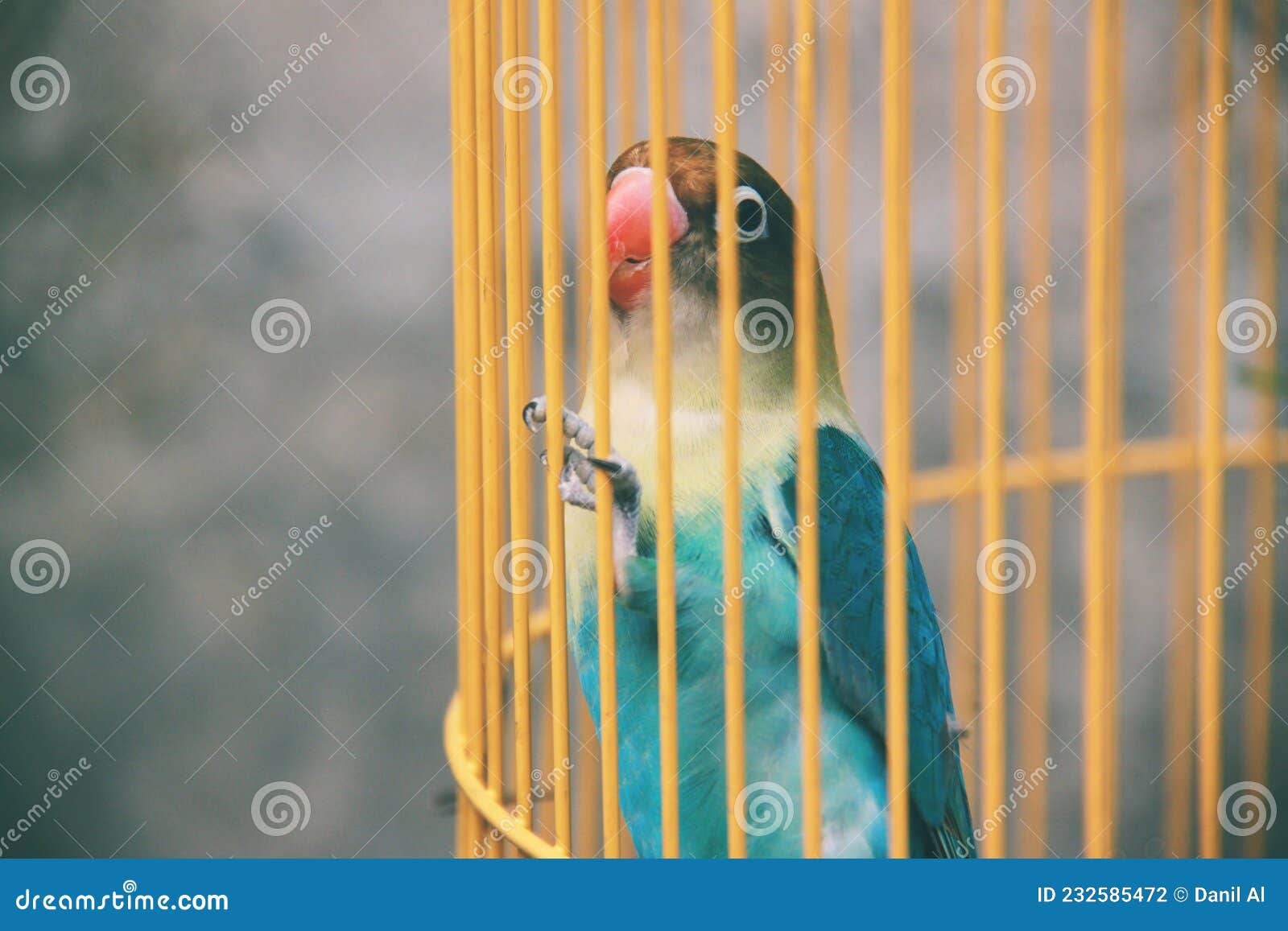 Cute Bird Face in Yellow Cage Stock Photo - Image of wing, cage: 232585472