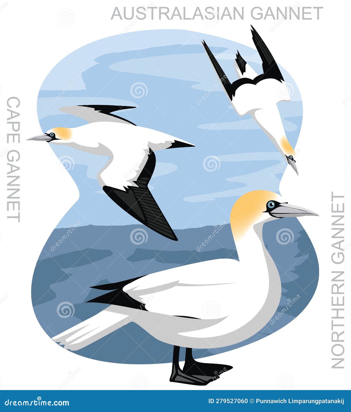 Bird Gannet Vector Illustration Flat Style Profile | CartoonDealer.com ...