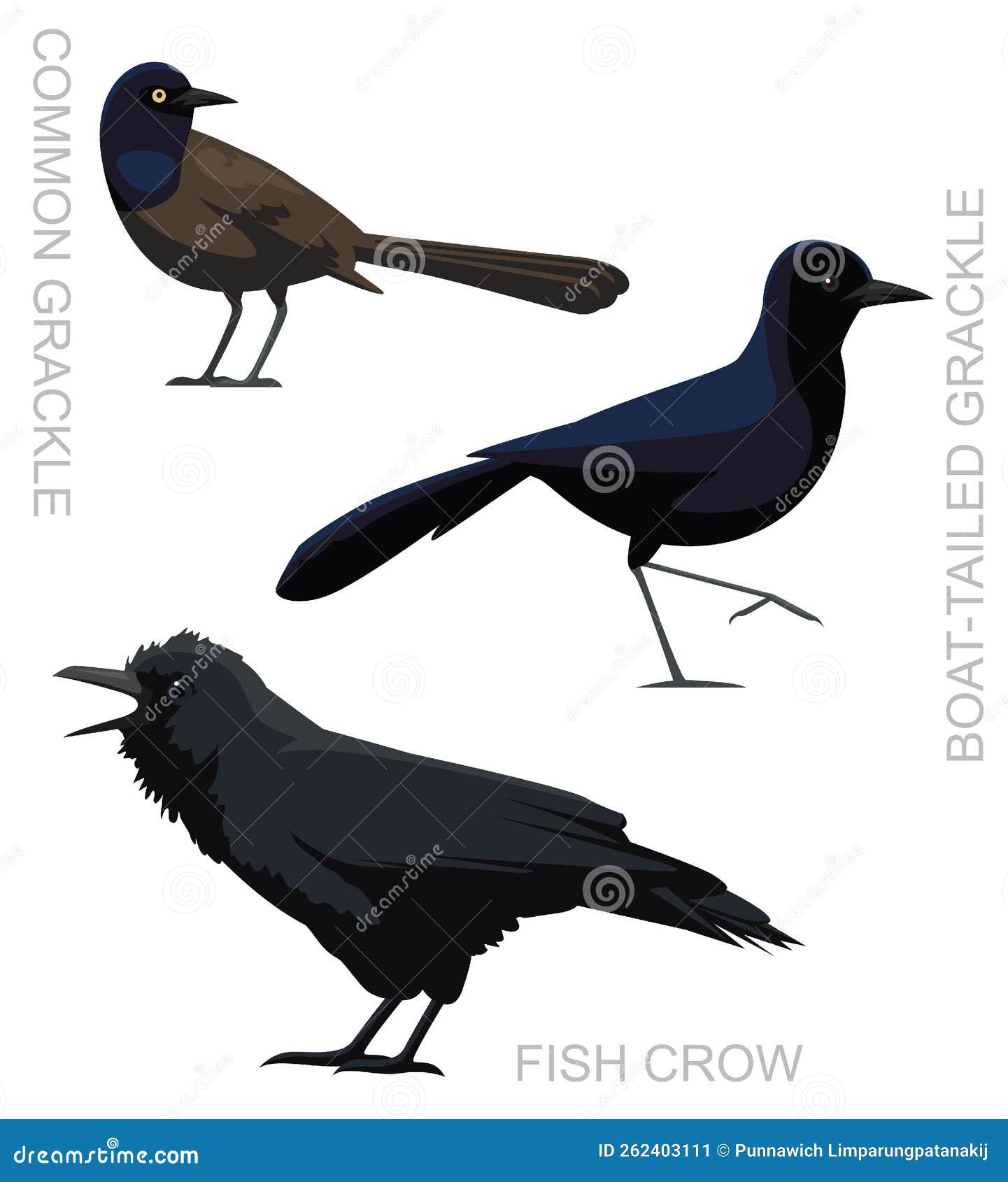 Cute Bird Grackle Fish Crow Set Cartoon Vector Stock Vector ...