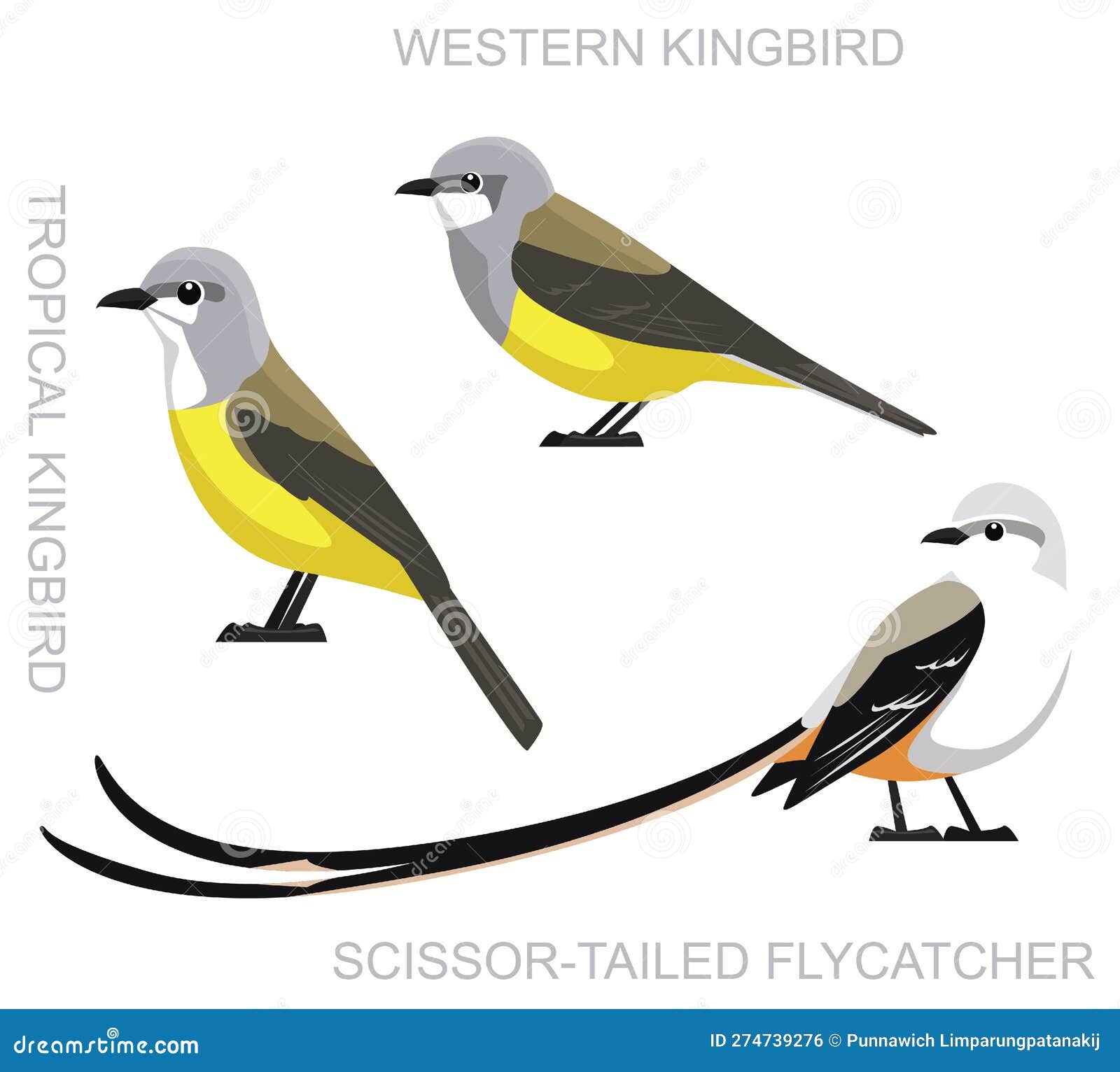 Cute Bird Kingbird Flycatcher Set Cartoon Vector Stock Vector ...