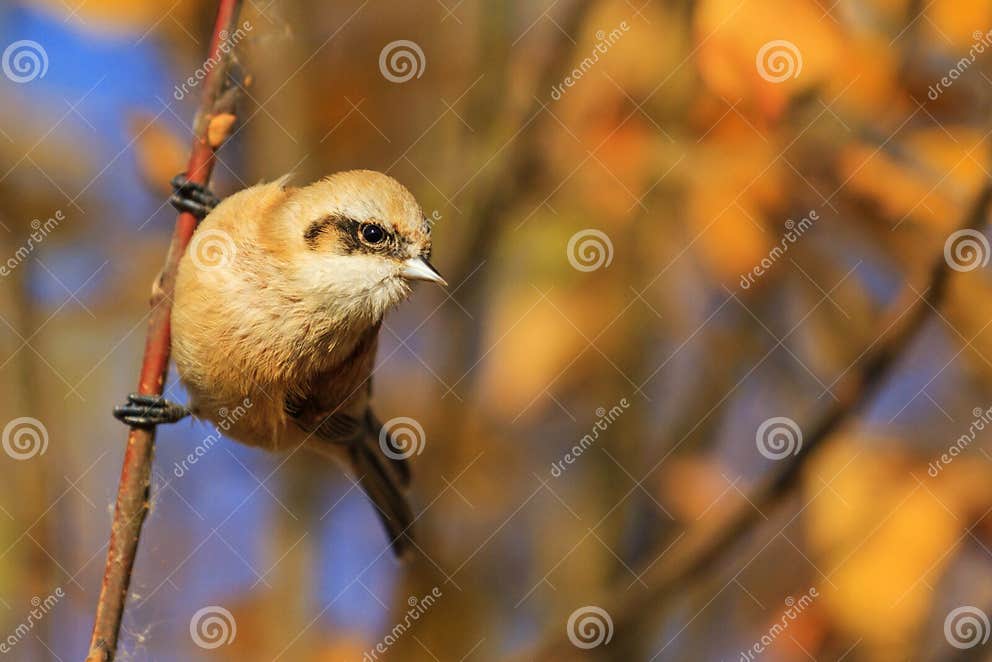Cute Bird with a Muzzle Caught on a Branch Stock Photo - Image of color ...