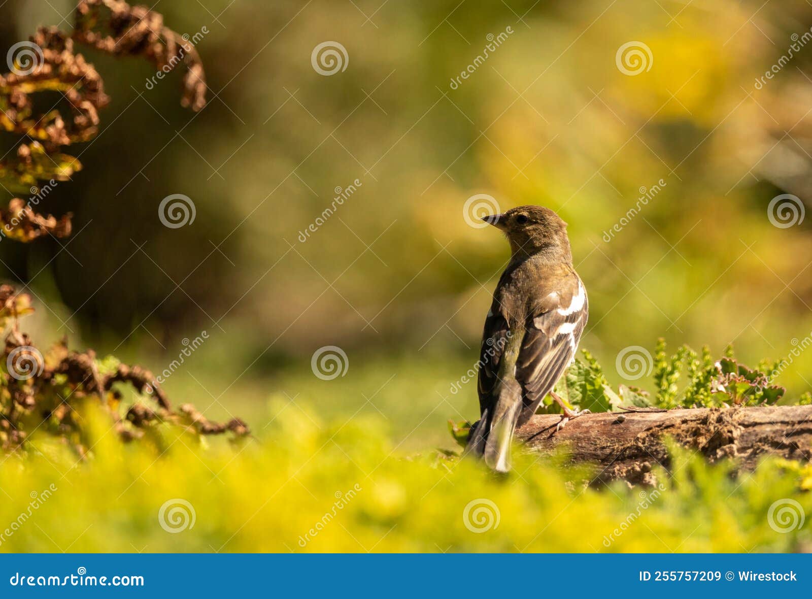 Cute Bird in Natural Habitat Stock Image - Image of beautiful, wild ...
