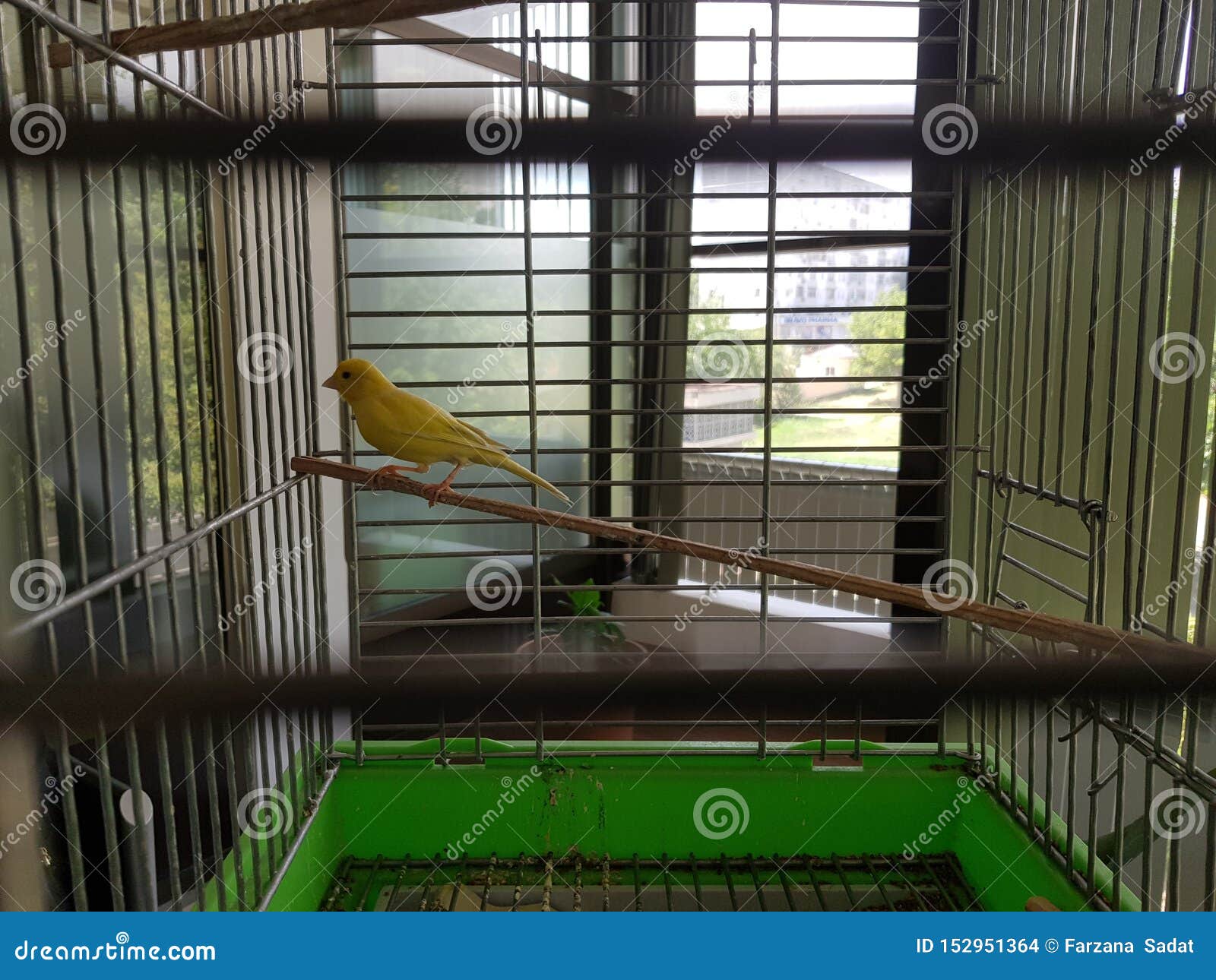 Cute bird in nest stock photo. Image of chicken, mantu - 152951364