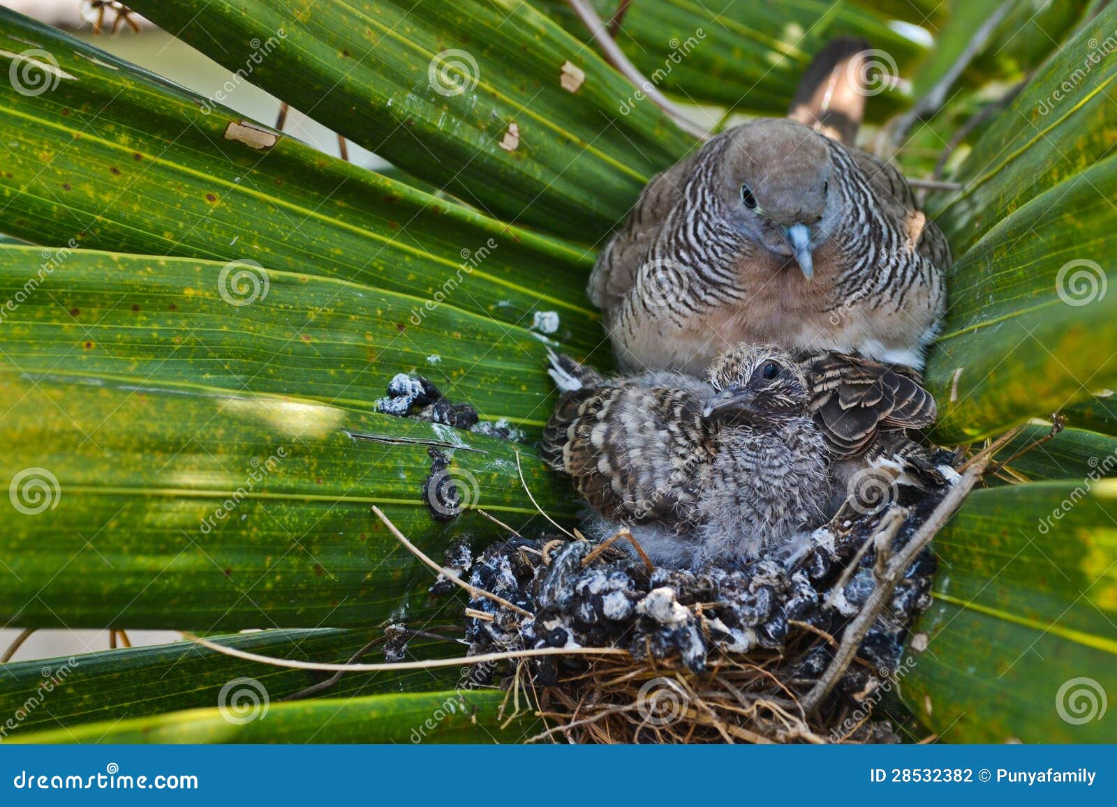Cute Bird in Nest on the Tree Stock Photo - Image of grass, children ...