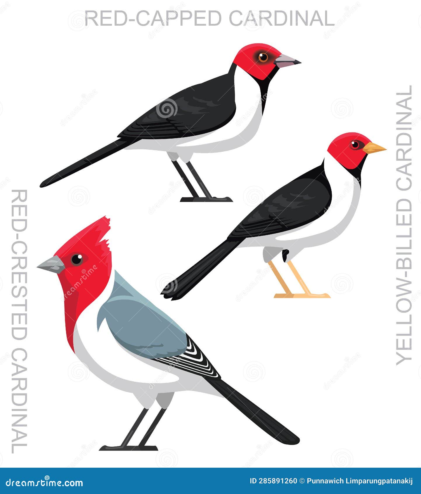 Cute Bird Red Cardinal Set Cartoon Vector Stock Vector - Illustration ...
