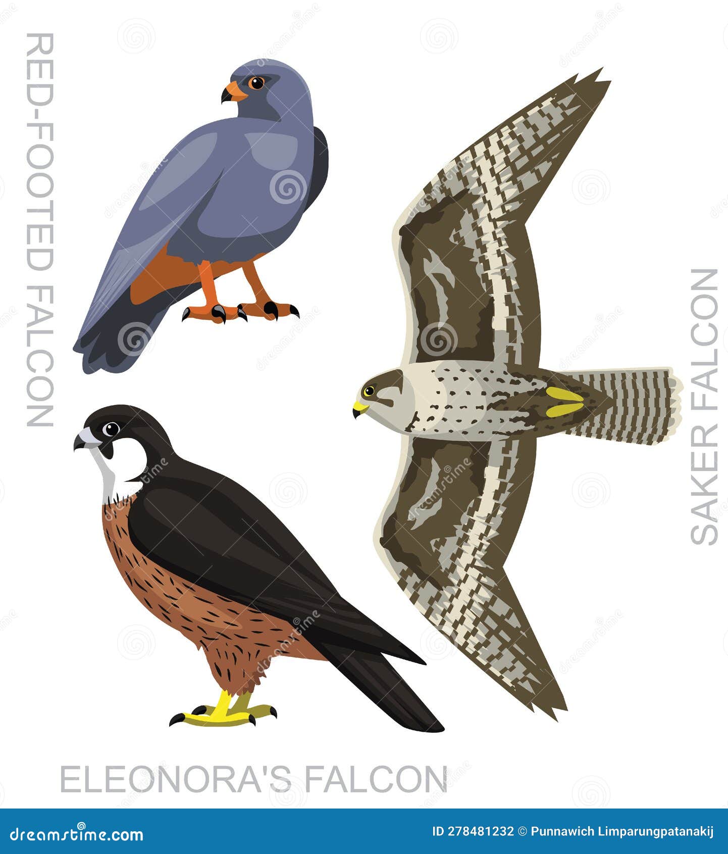 The Saker Falcon Falco Cherrug, Eagle Colorful Vector Illustration ...