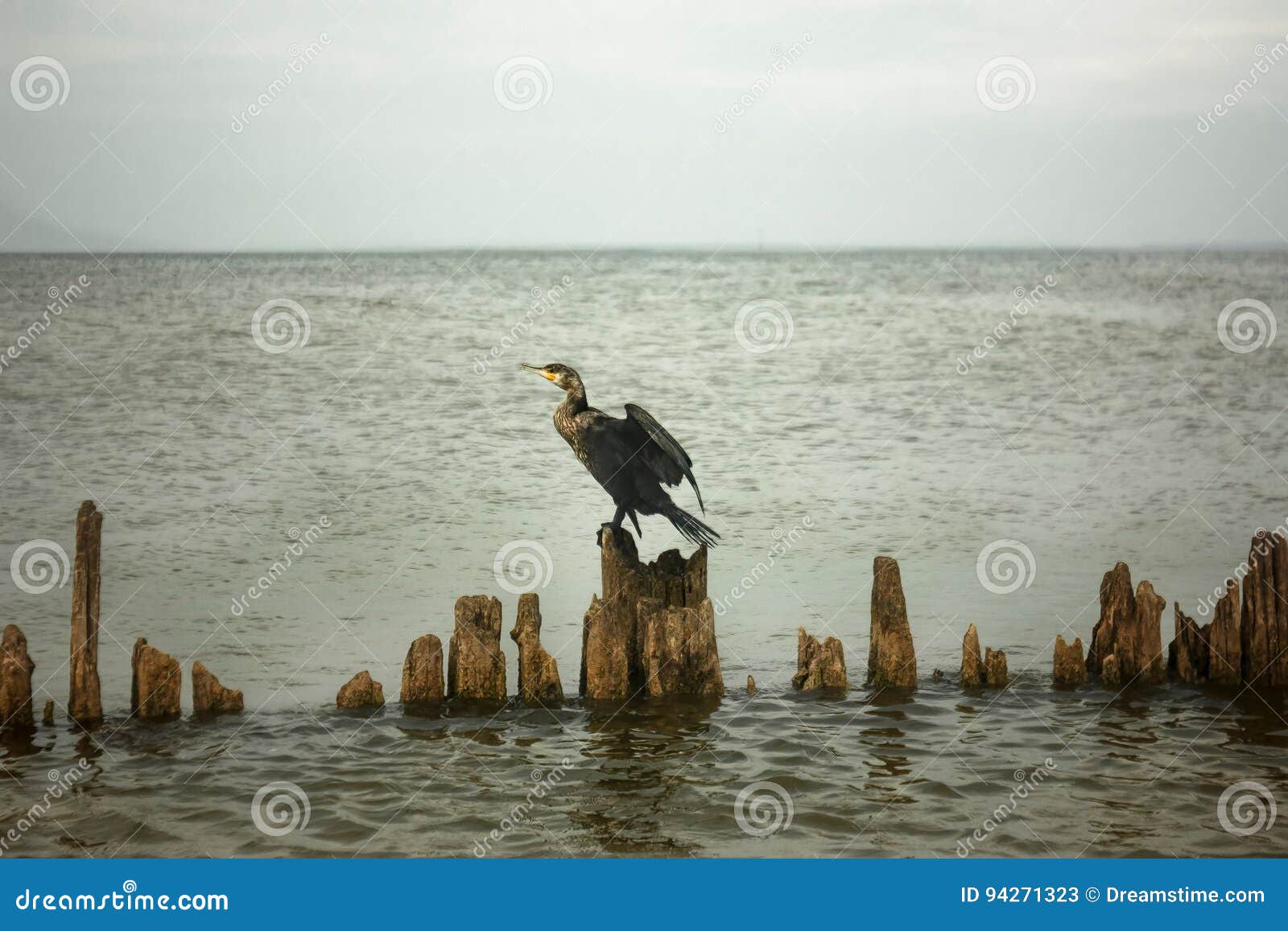 A bird sitting on a log stock image. Image of flouvers - 94271323