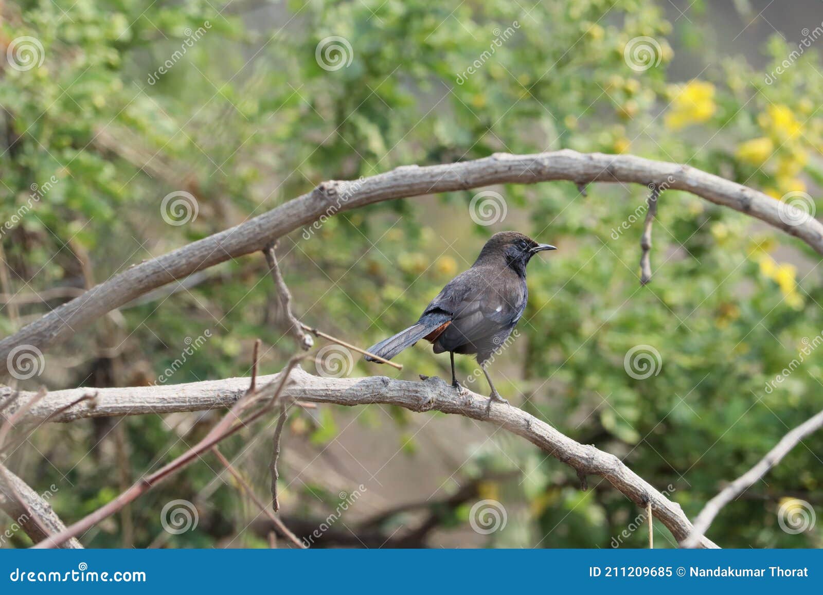 Cute Bird Sitting on the Tree Stock Image - Image of legs, tail: 211209685