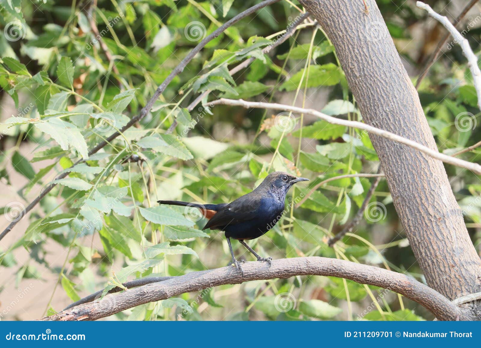 Cute Bird Sitting on the Tree Stock Image - Image of wildlife, branch ...