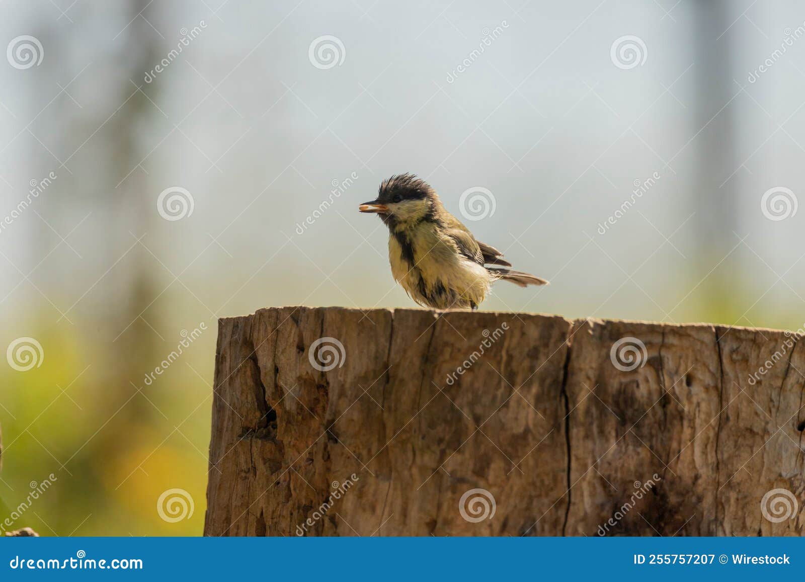Cute Bird Sitting on a Tree Stock Image - Image of park, habitat: 255757207