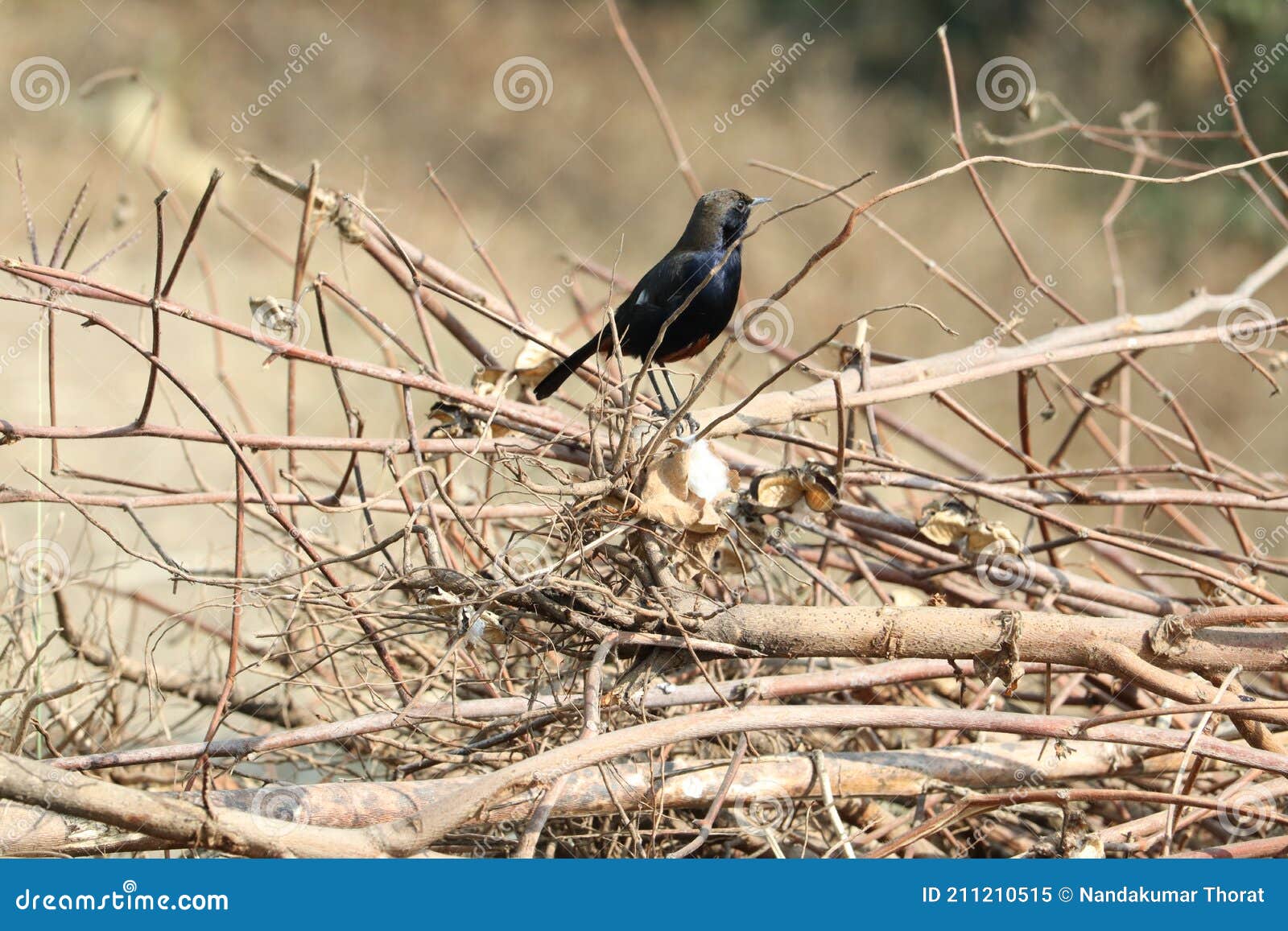 Cute Bird Sitting on the Tree with Blur Background Stock Image - Image ...