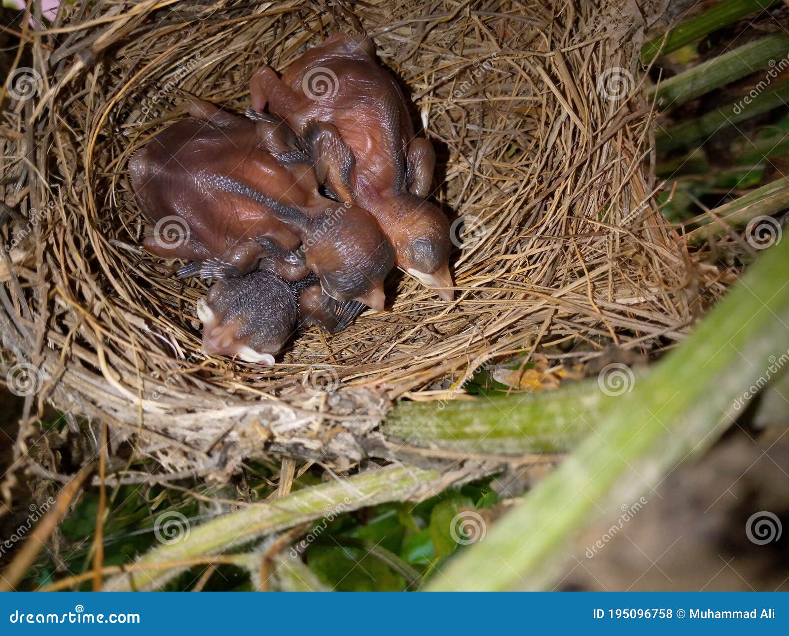 Cute Bird Sleeping in the Nest in Morning Stock Photo - Image of bird ...