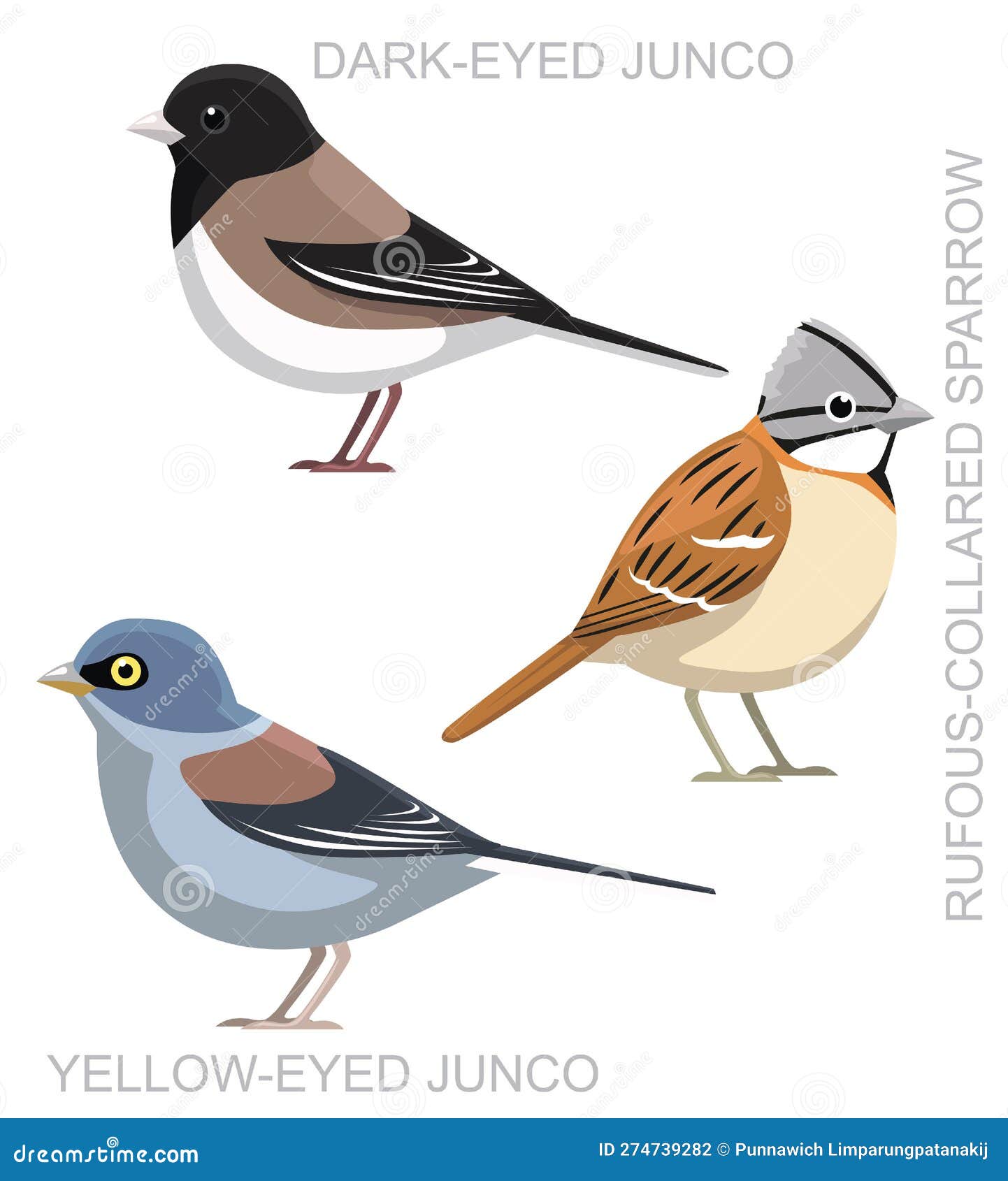 Cute Bird Sparrow Junco Set Cartoon Vector Stock Vector - Illustration ...