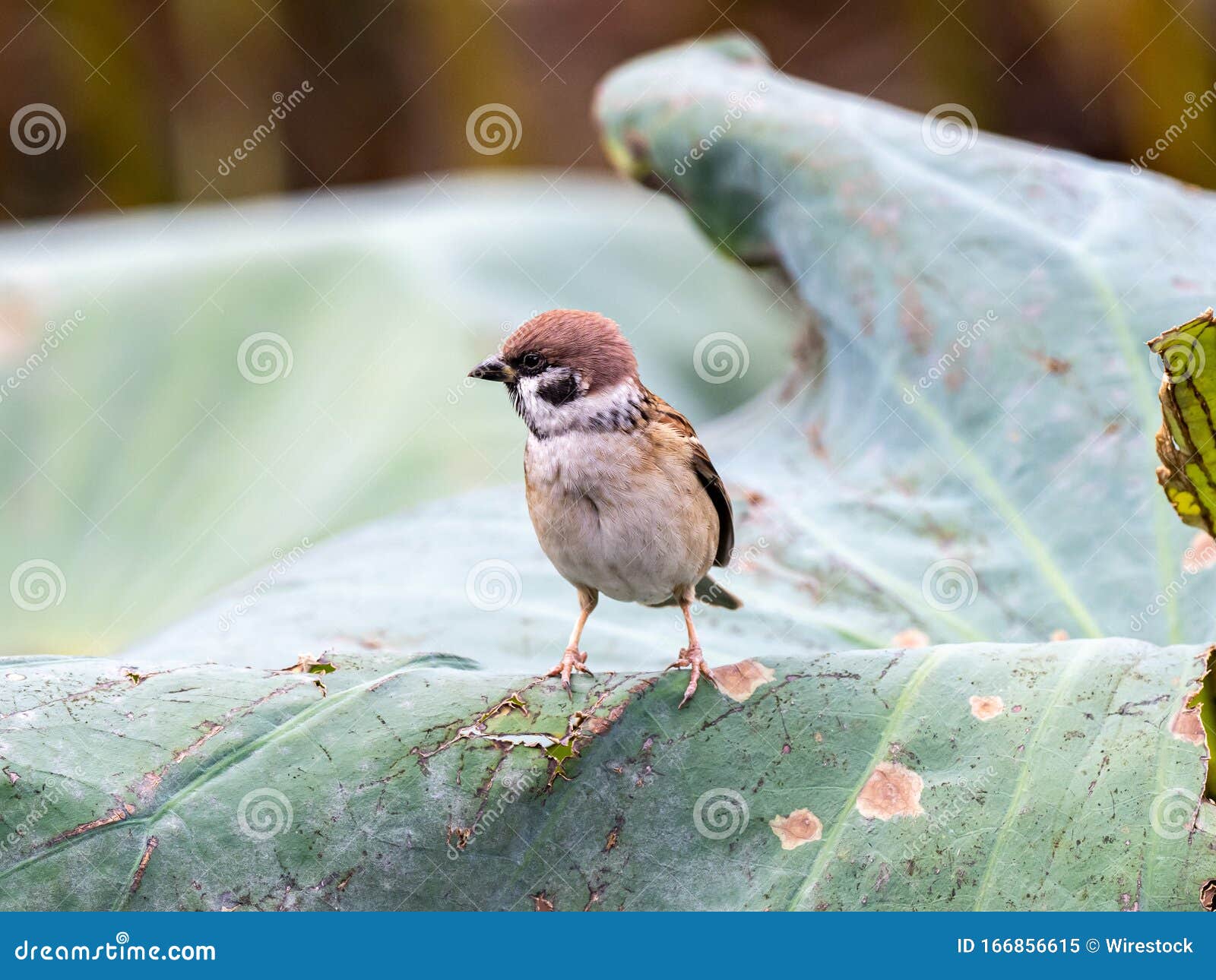Cute Bird Standing on a Leaf of a Green Plant in the Middle of the ...