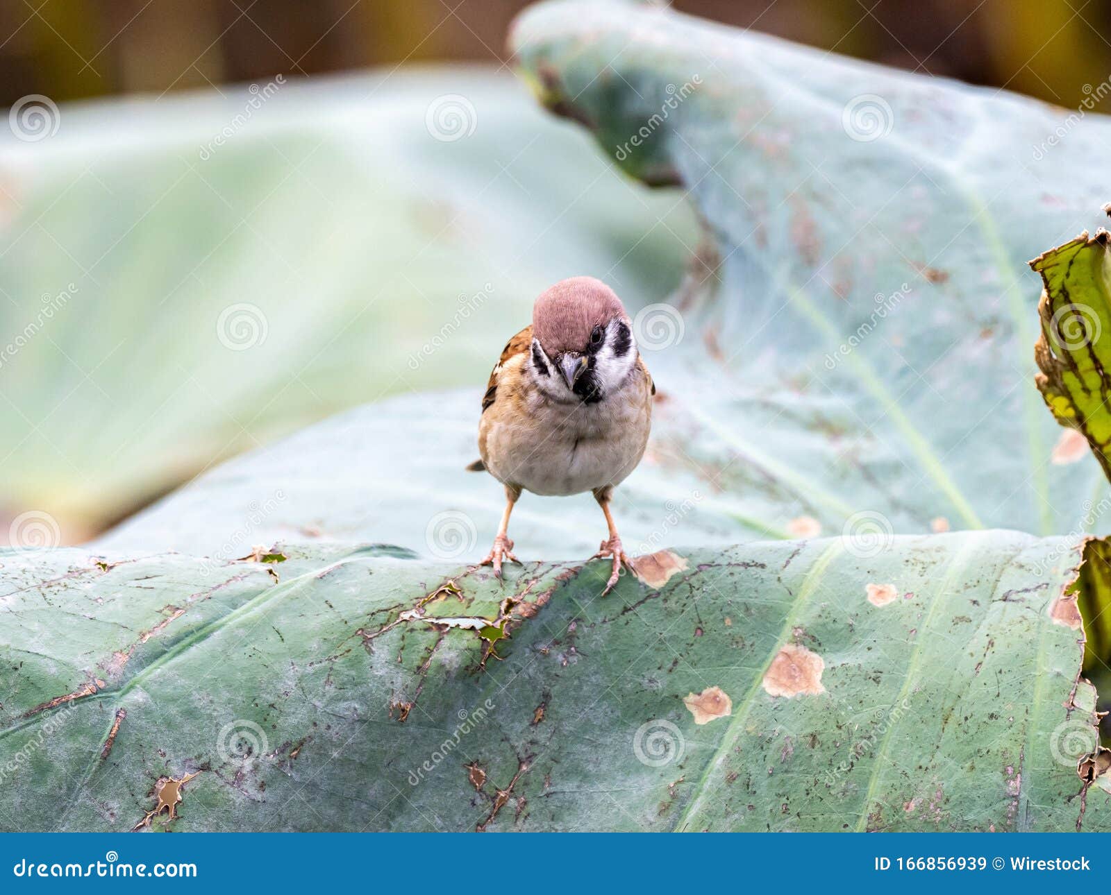 Cute Bird Standing on a Leaf of a Green Plant in the Middle of the ...