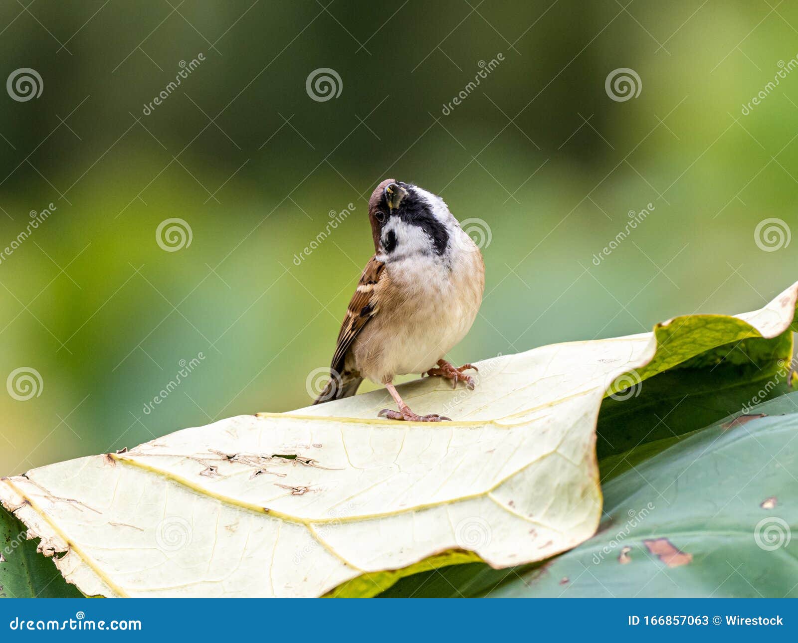 Cute Bird Standing on a Leaf of a Green Plant in the Middle of the ...