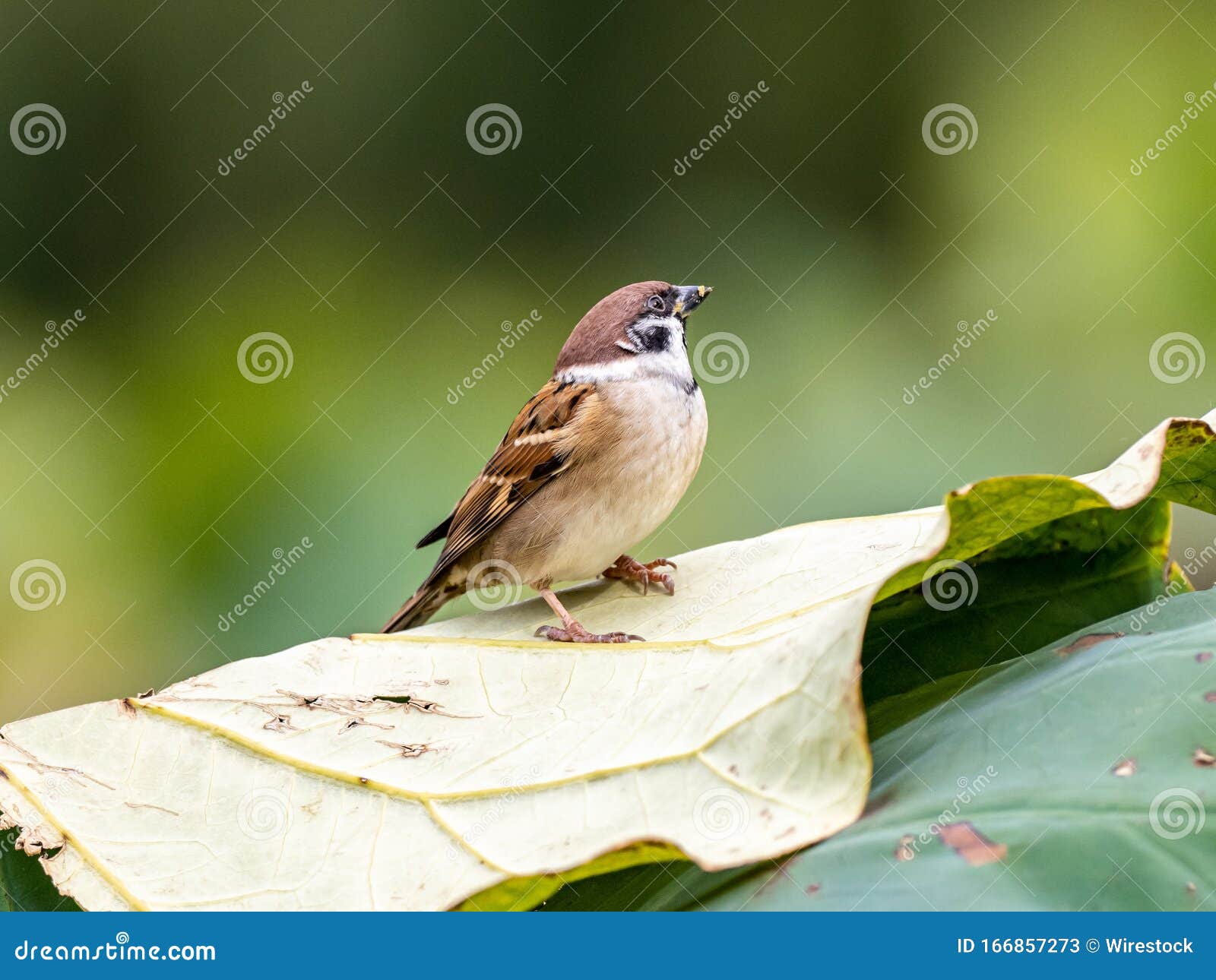 Cute Bird Standing on a Leaf of a Green Plant in the Middle of the ...