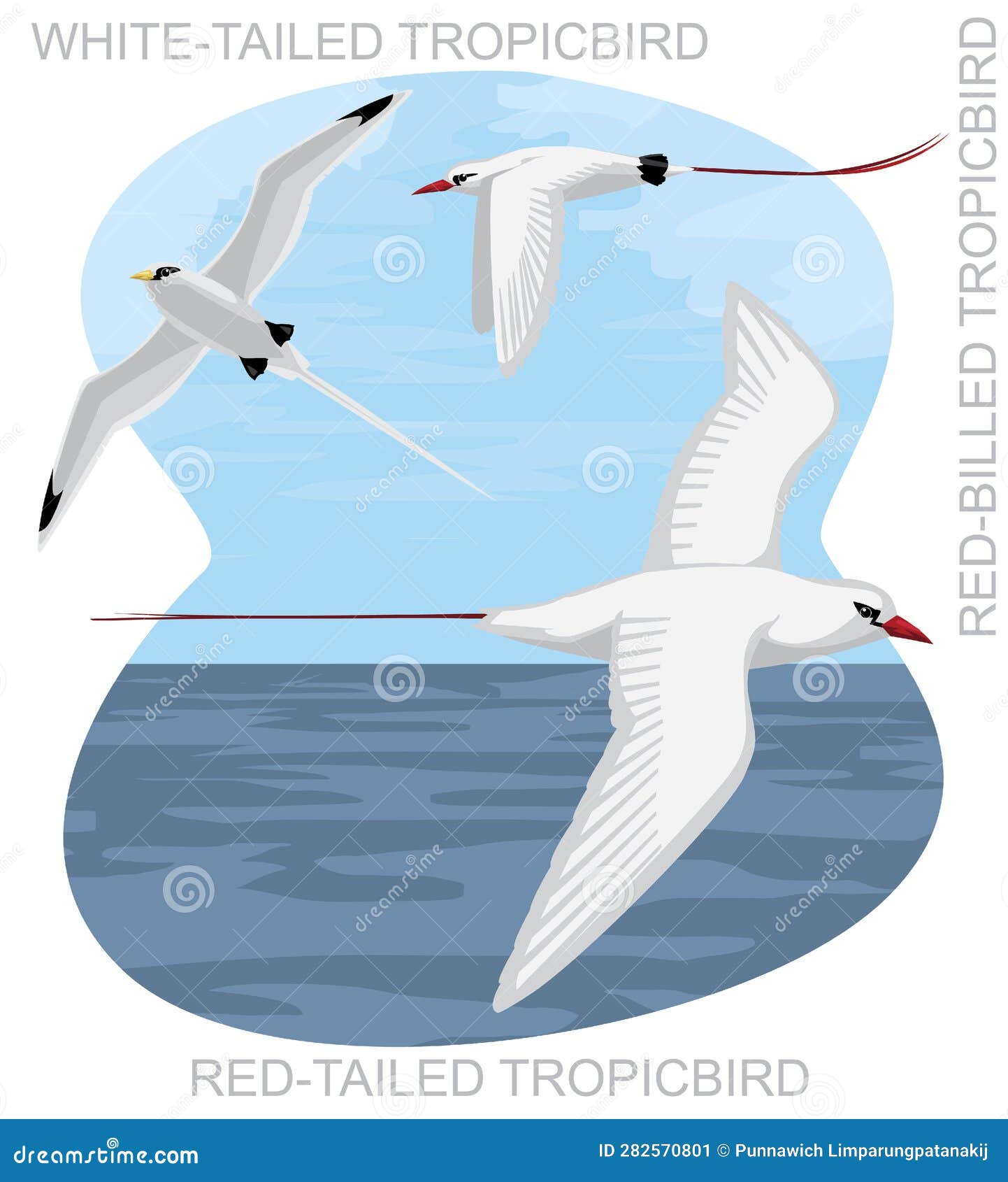 Cute Bird Tropicbird Set Cartoon Vector Stock Illustration ...