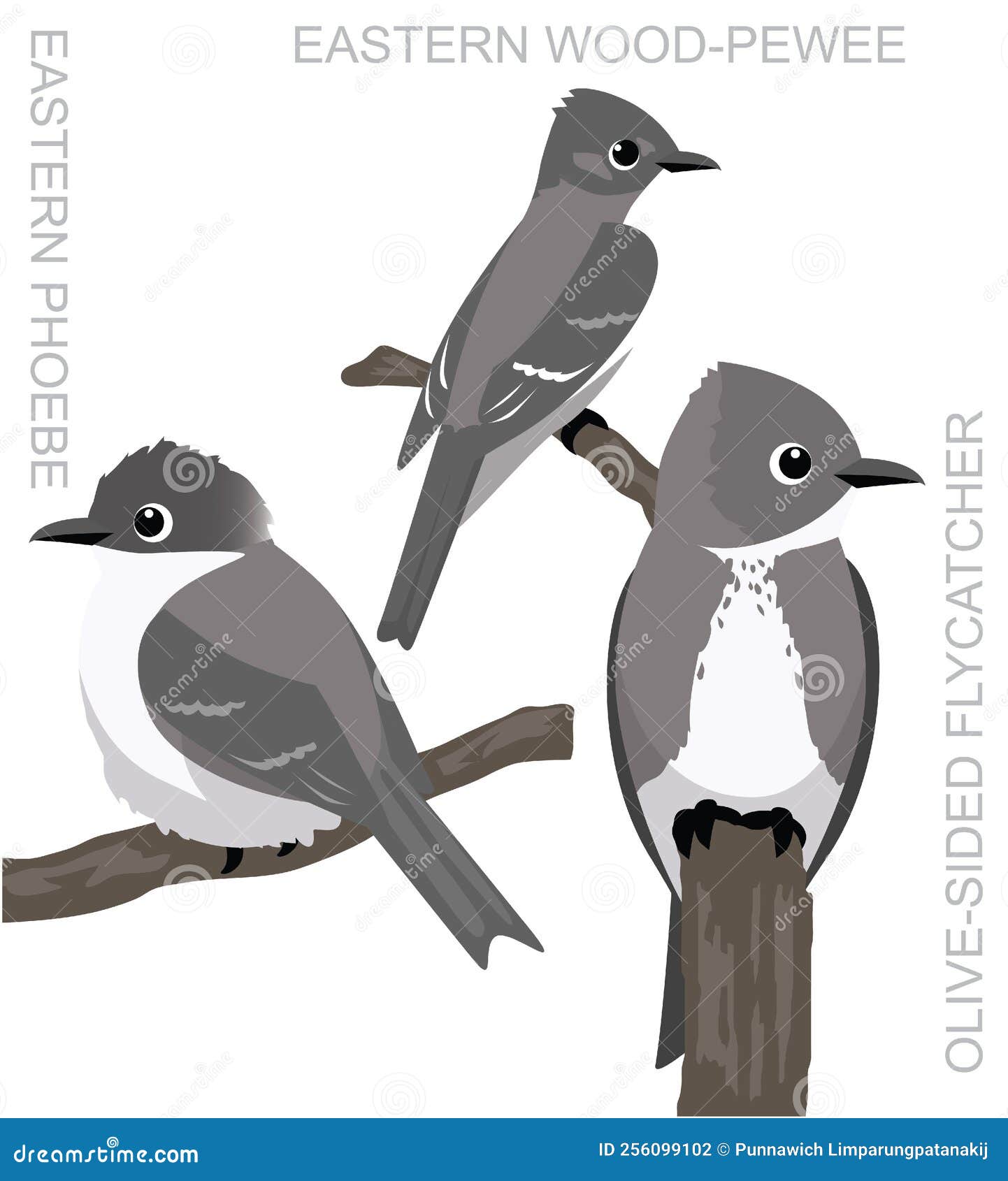 Cute Bird Tyrant Flycatcher Set Cartoon Vector Stock Vector ...