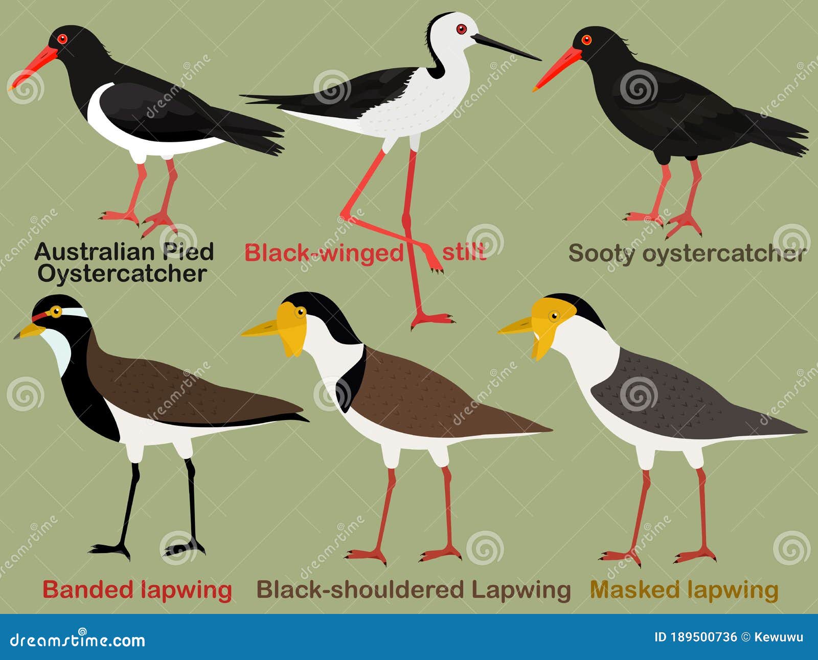 Cute Bird Vector Illustration Set, Australian Oystercatcher, Black ... Cute Bird Vector Illustration Set, Australian Oystercatcher, Black ...