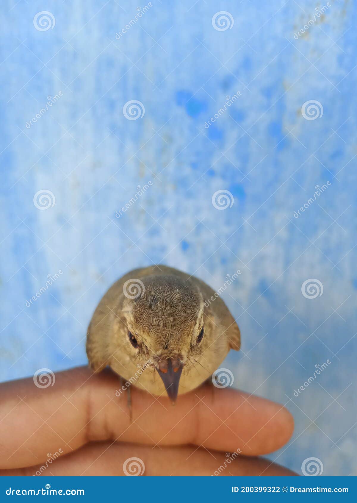 Cute birds in the finger stock photo. Image of branch - 200399322