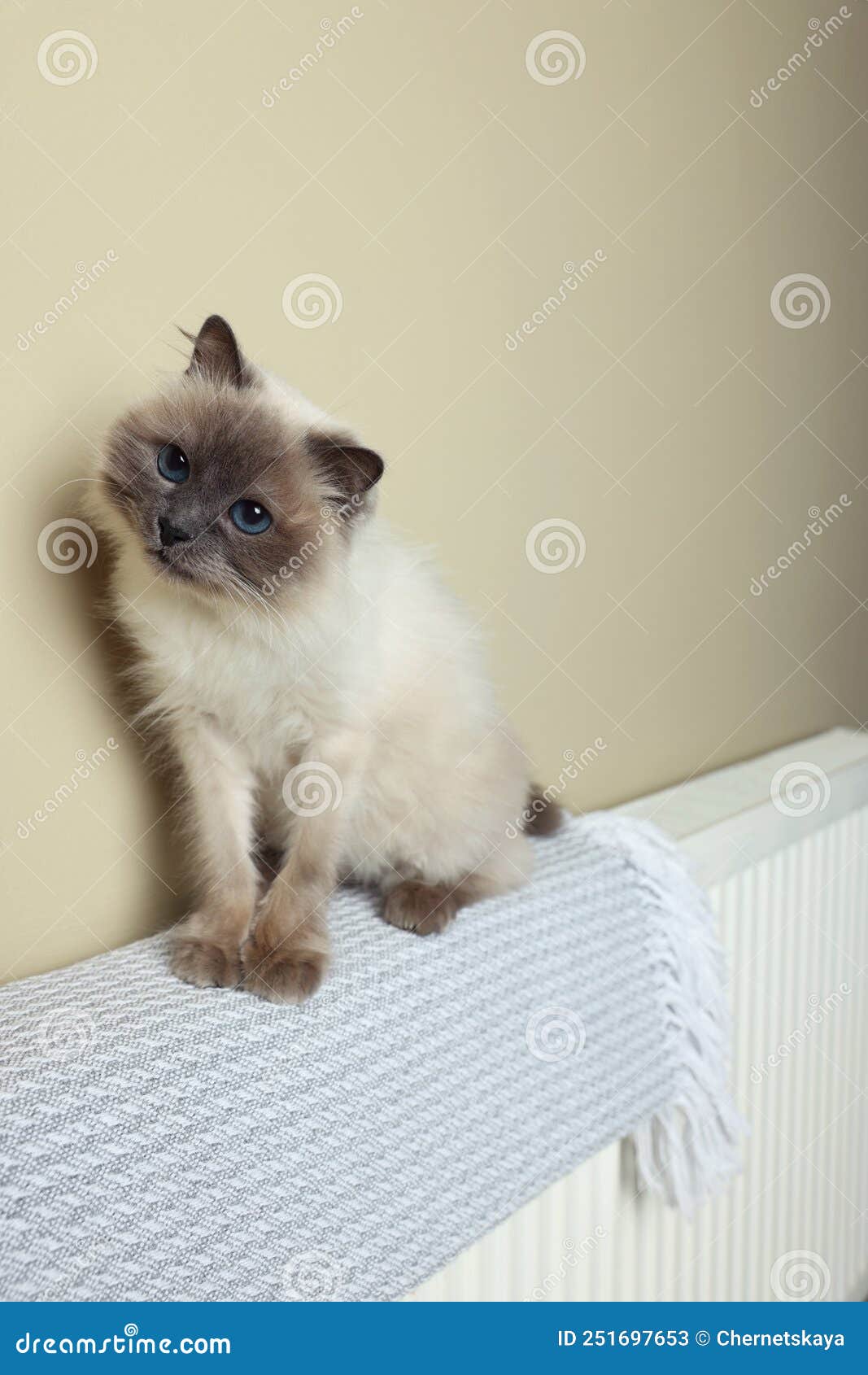Cute Birman Cat on Radiator with Soft Plaid Indoors Stock Image - Image ...