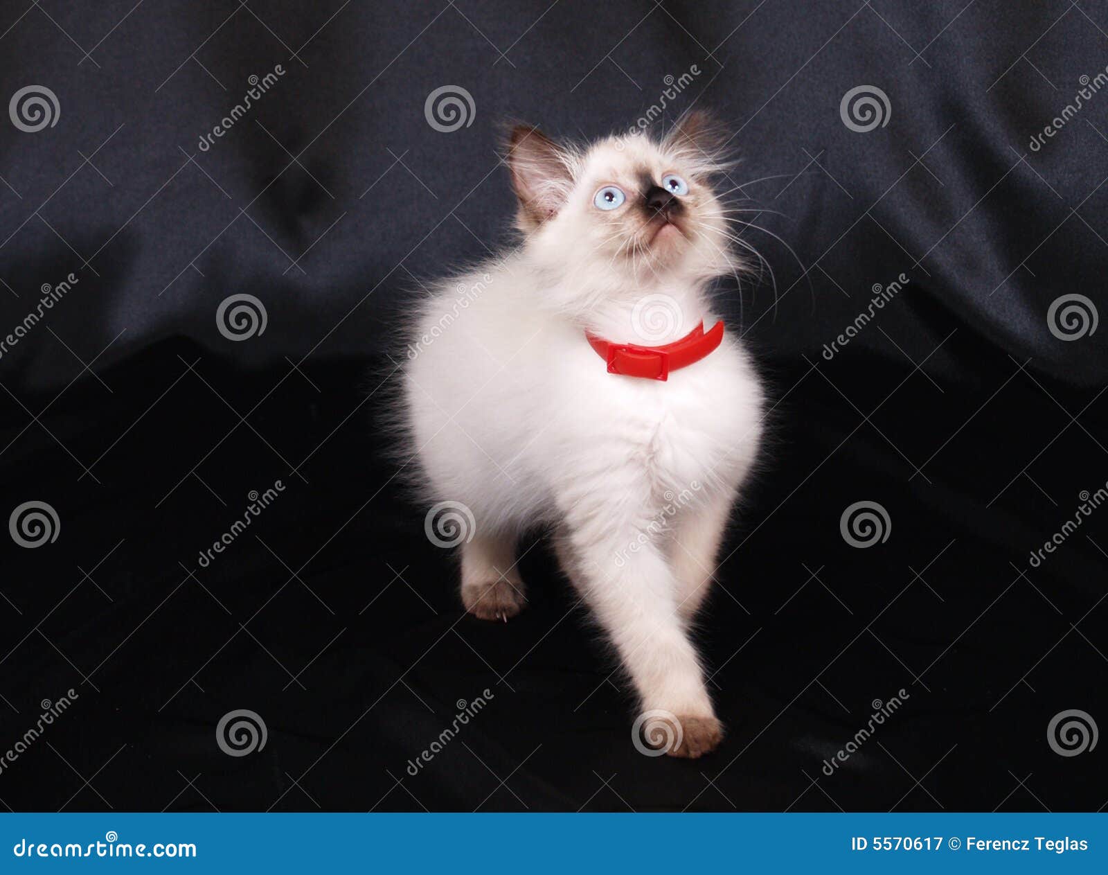 Cute Birman Kitty Looking Up Picture. Image: 5570617