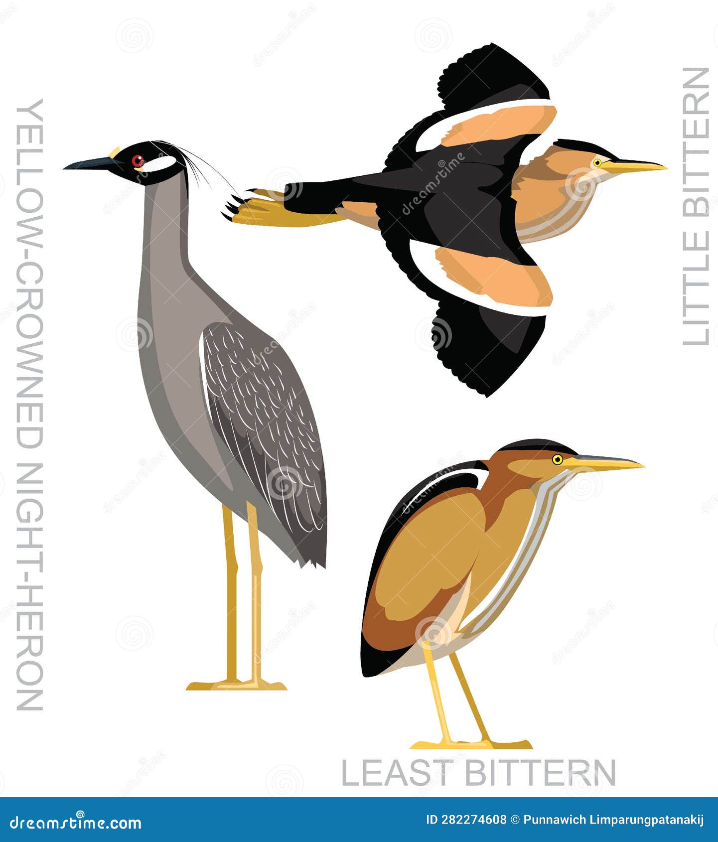 Cute Bittern Night Heron Set Cartoon Vector Stock Illustration ...