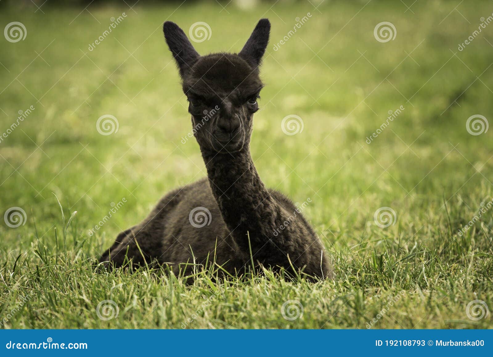 Cute Black Alpaca Baby Sitting on the Grass Stock Image - Image of ...