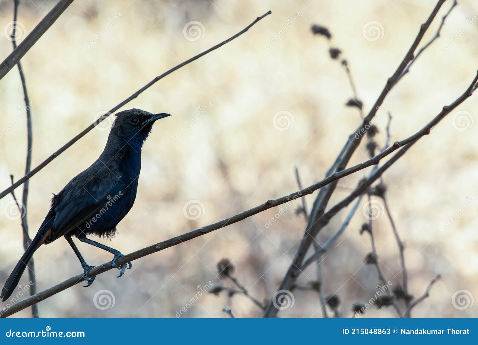 Cute Black Bird on the Tree Stock Image - Image of wildlife, wing ...