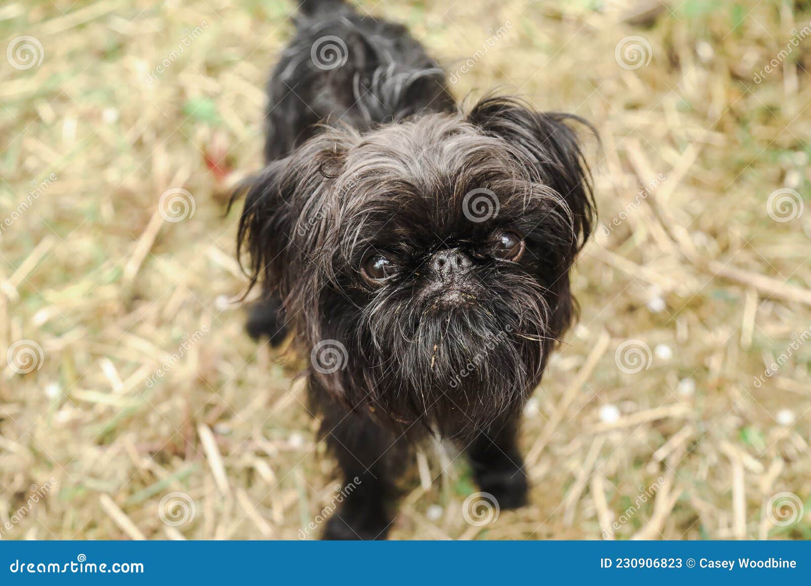 Cute Black Brussels Griffon Puppy in Nature Setting Stock Image - Image ...