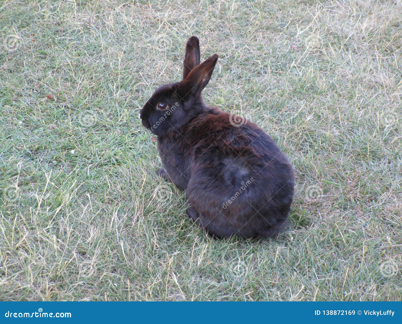 Cute Black Bunny Rabbit on the Grass at Jericho Beach Stock Image ...