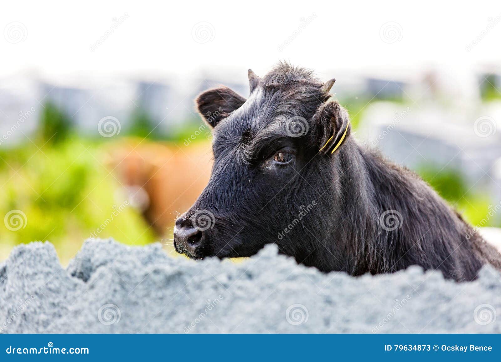 Black Yak Calf In A Cage Royalty-Free Stock Photography | CartoonDealer ...