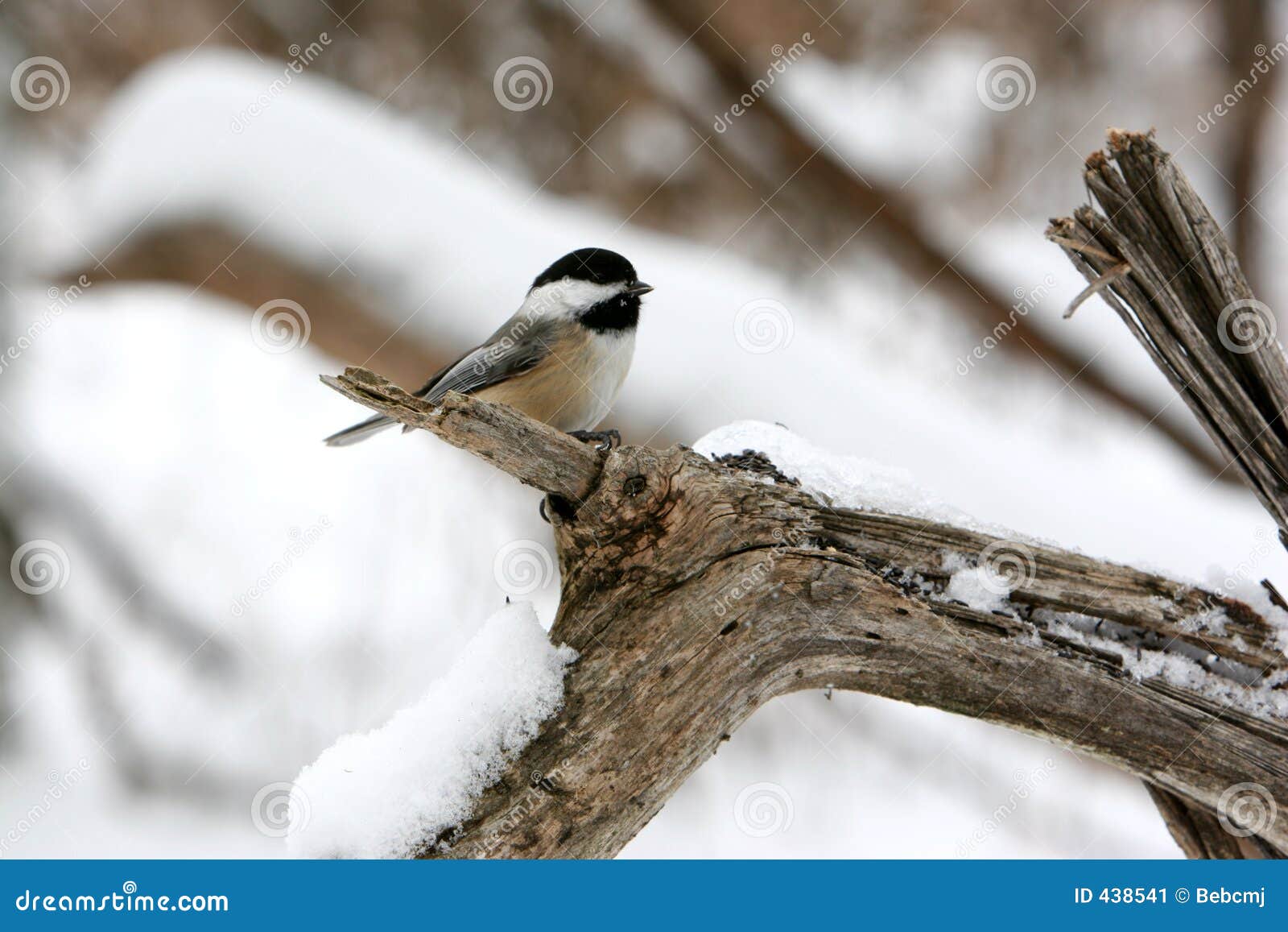 Cute Black-Capped Chickadee Bird on a Branch in the Snow. Stock Image ...