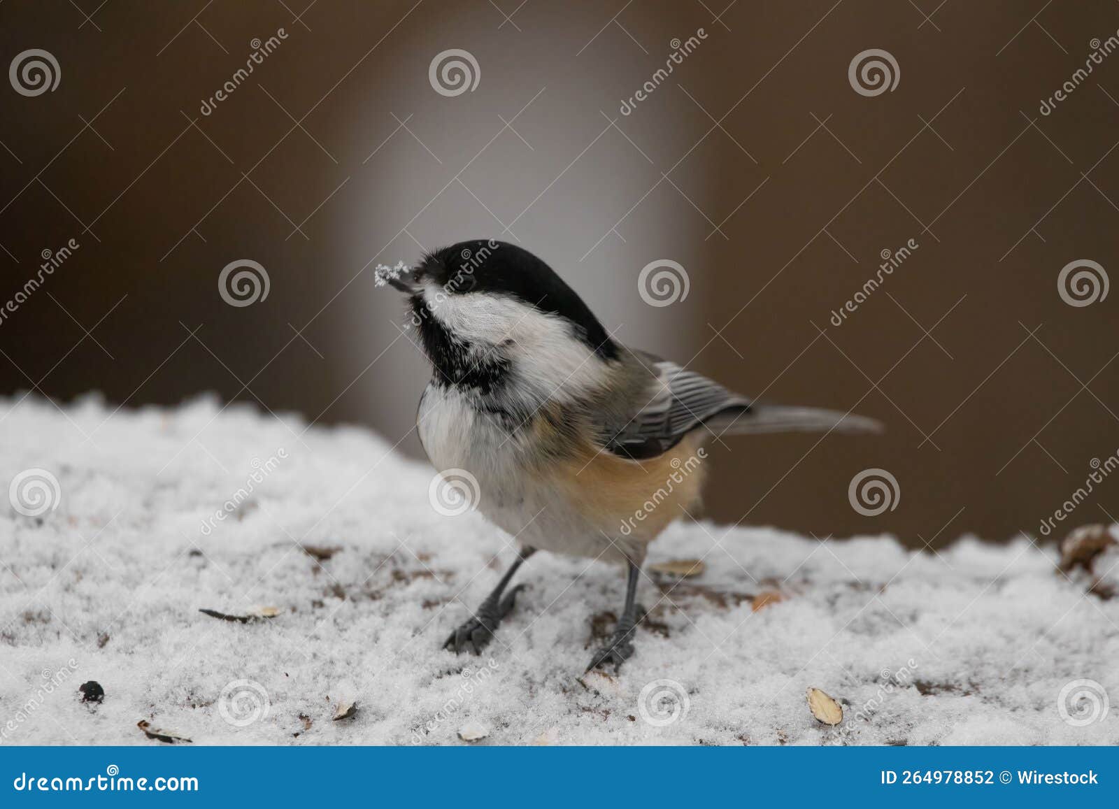 Cute Black-capped Chickadee on the Snow, Close-up Stock Photo - Image ...