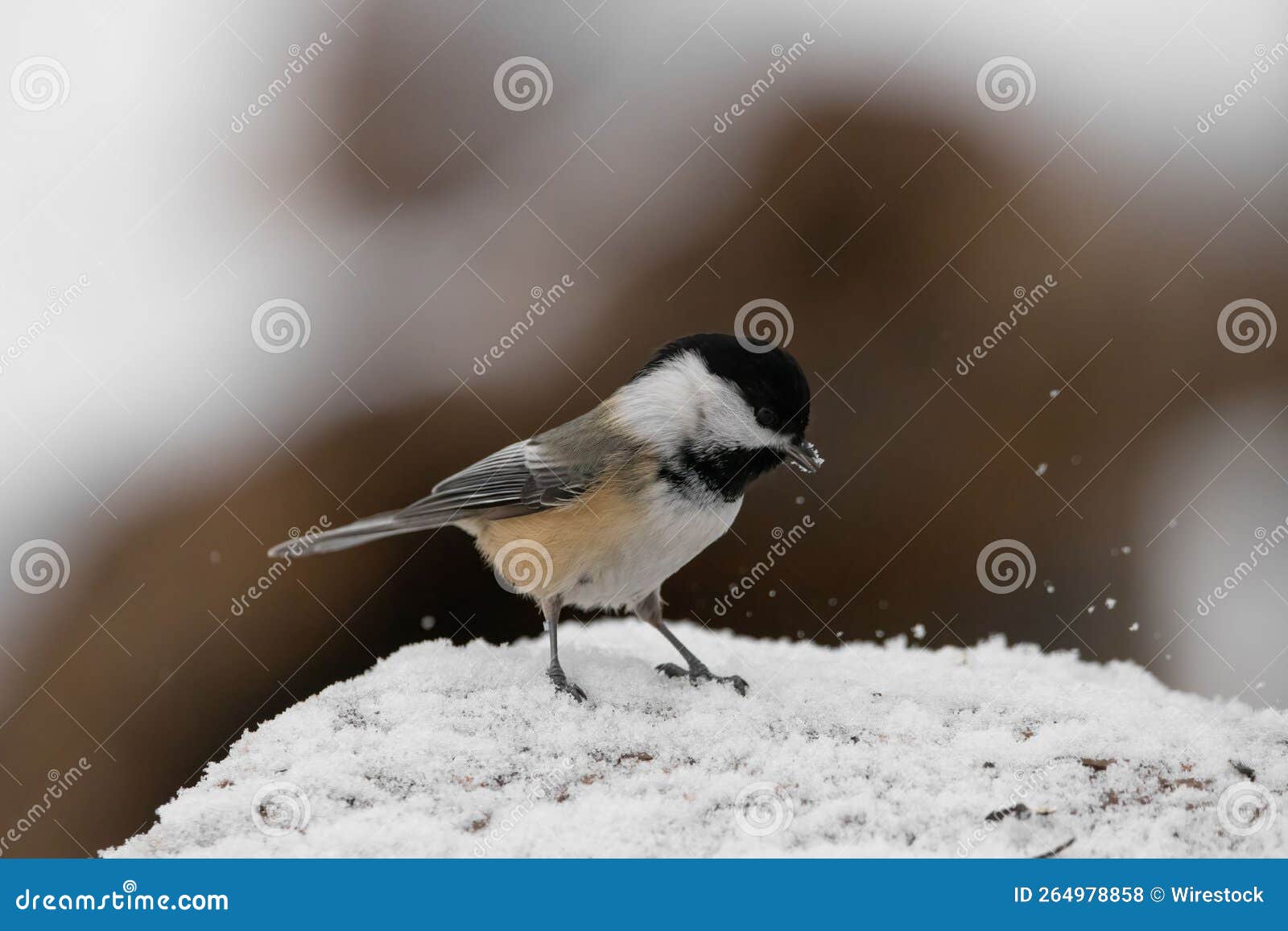 Cute Black-capped Chickadee on the Snow, Close-up Stock Photo - Image ...