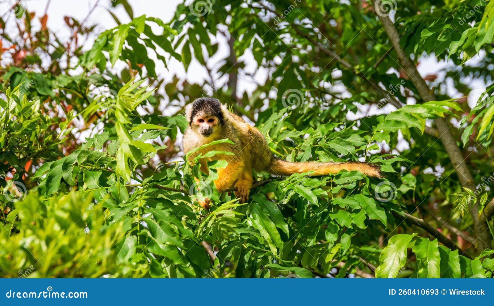 Cute Black-capped Squirrel Monkey Sitting on a Branch with Green Leaves ...