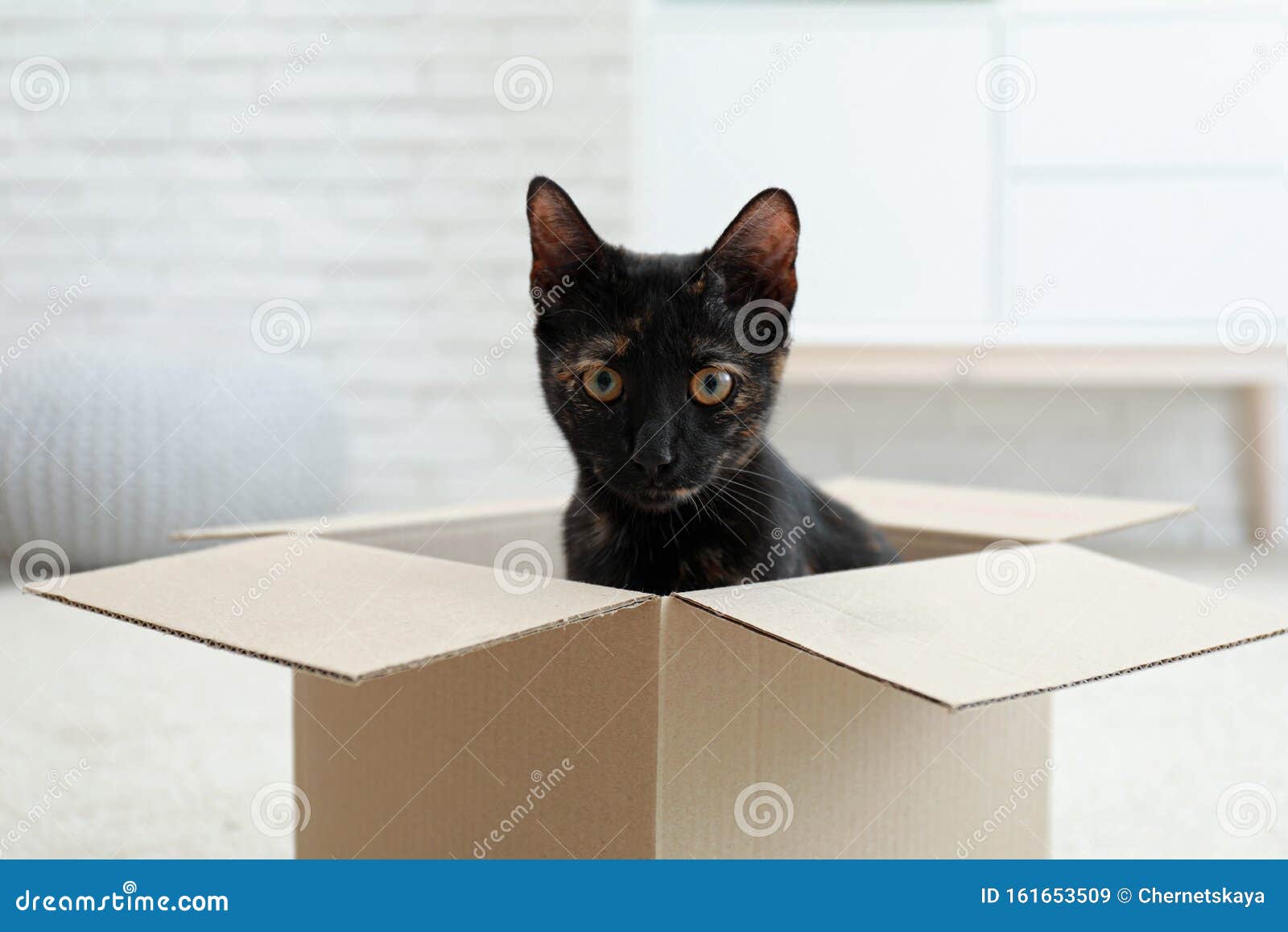 Cute Black Cat in Cardboard Box Stock Image - Image of funny, indoors ...